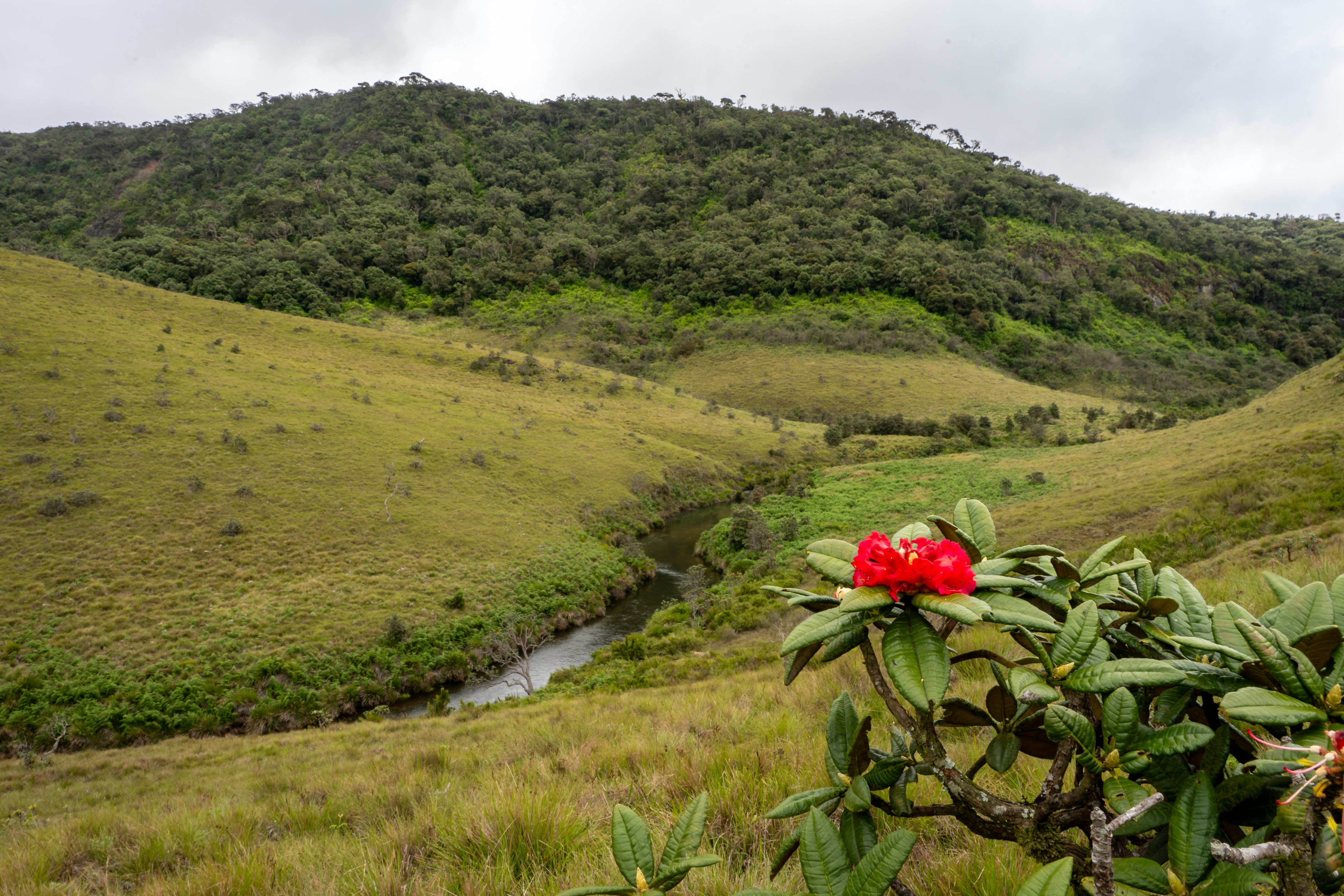 Crimson Bloom in a Rolling Valley