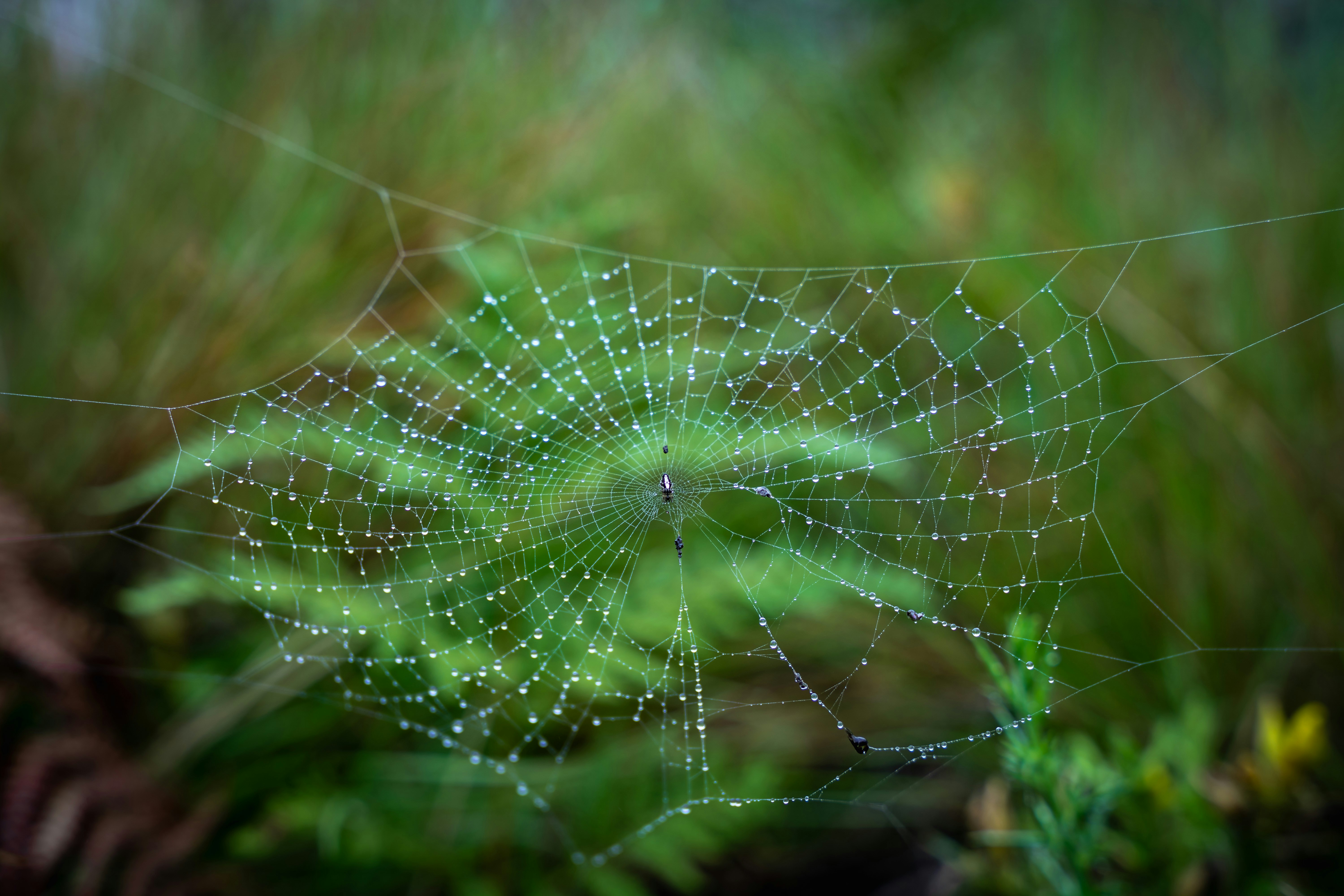 Dew-Kissed Spider Web Centerpiece in Morning Garden