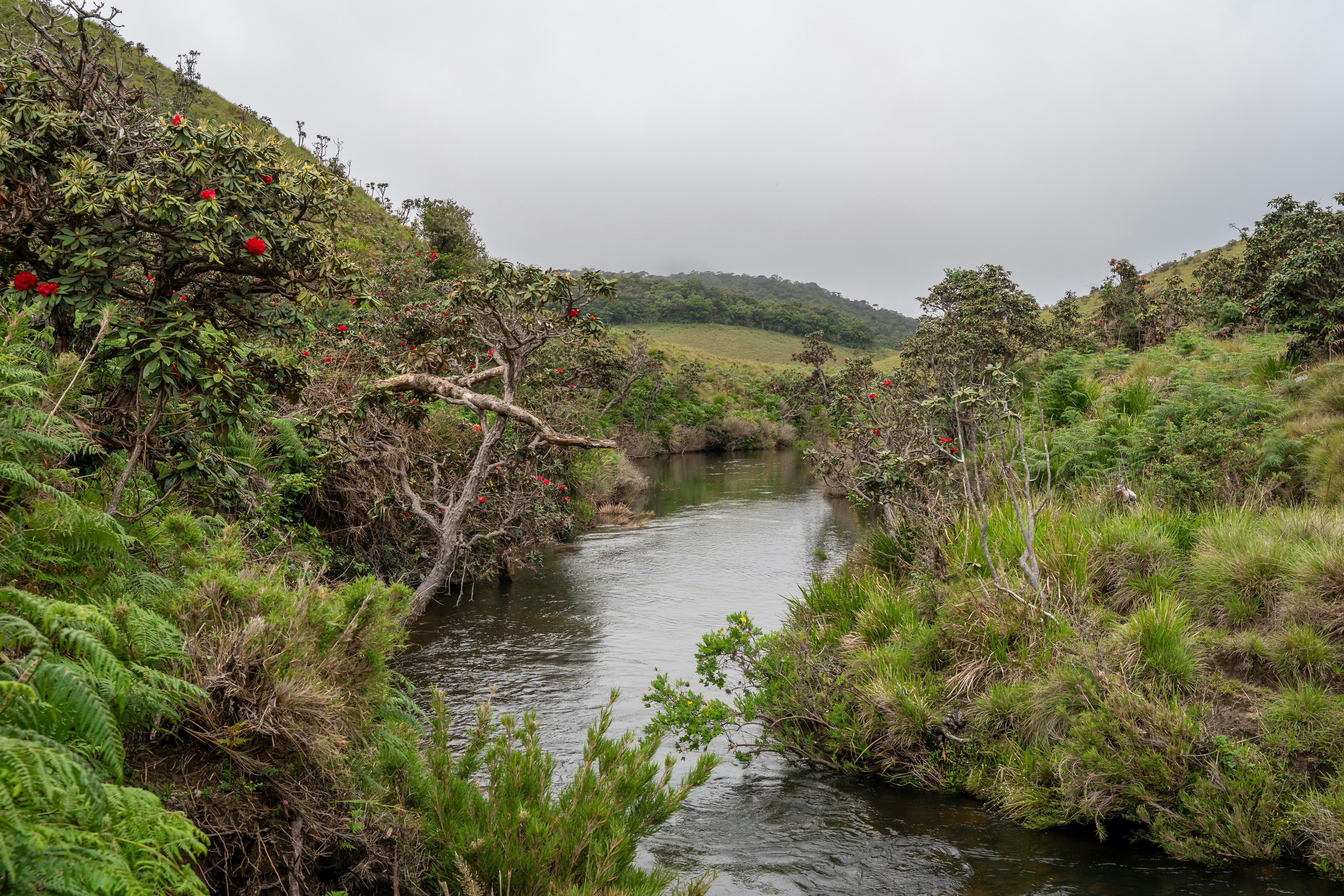 Riverside Windbreak: a winding stream through brushy escarpments