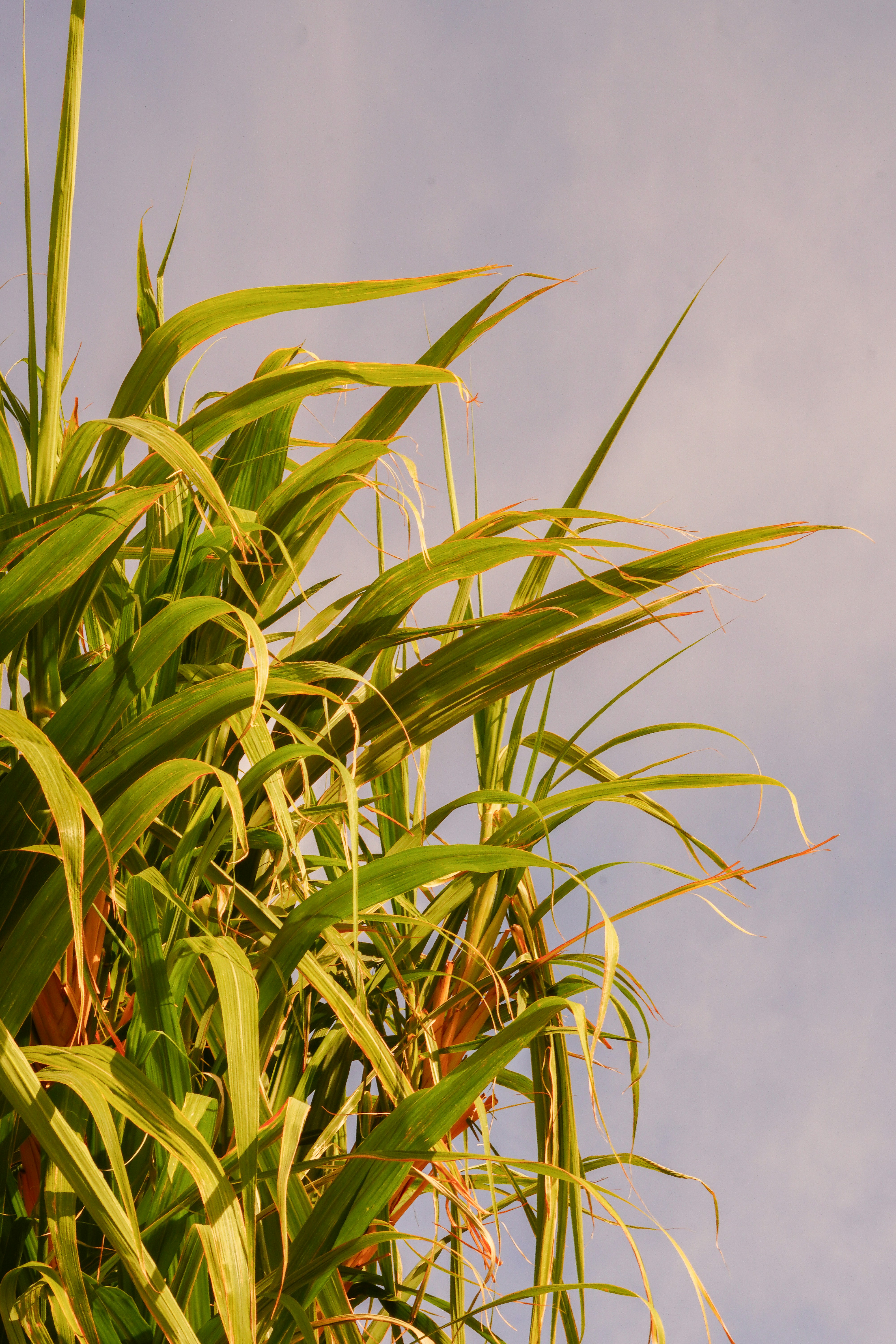 Vertical grasses against a pale sky