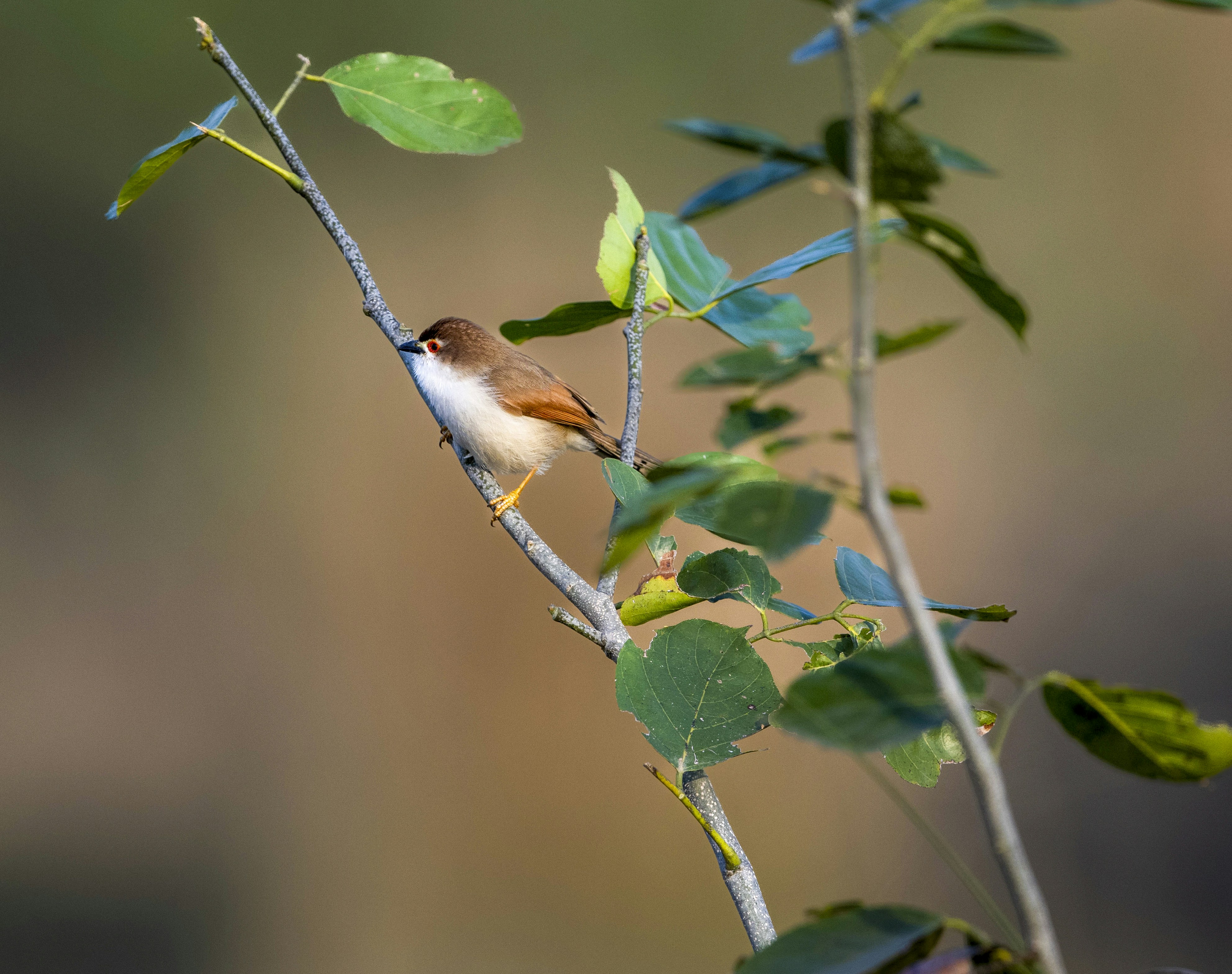 Bronze-bellied Warbler on a Quiet Branch
