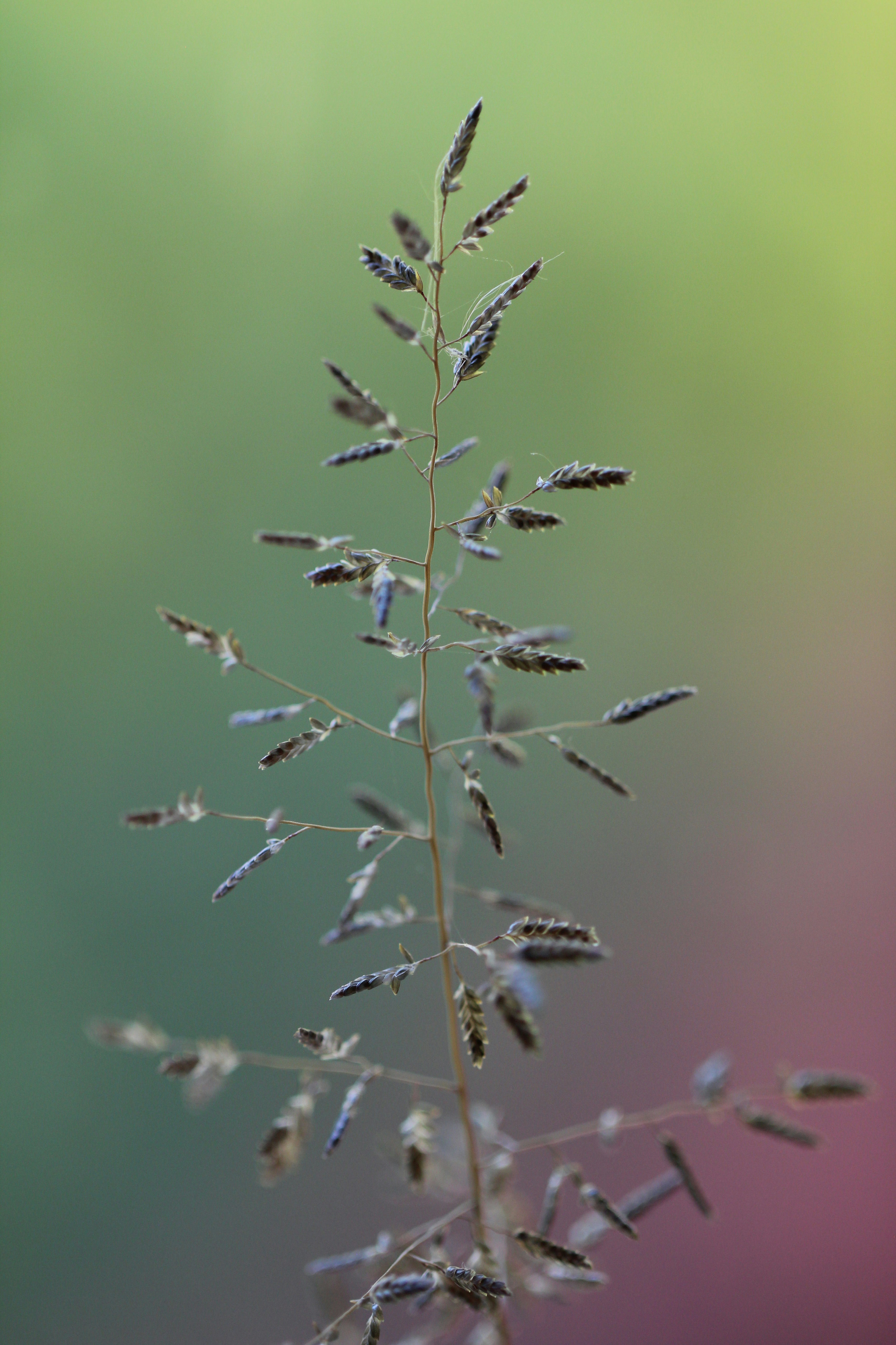 Delicate Grass Silhouette Against a Velvet Gradient