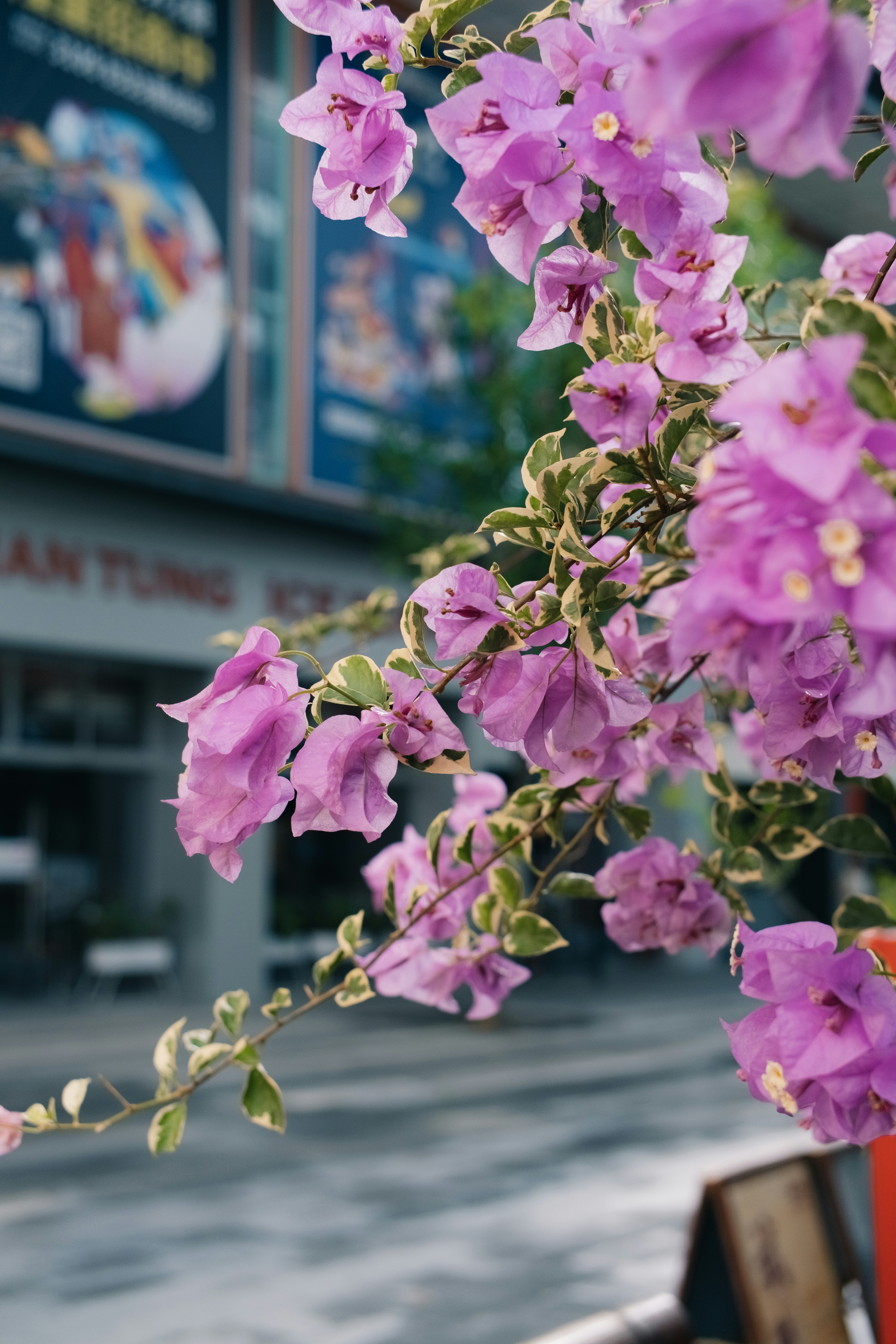 Vivid Bougainvillea Cascade Framing an Urban Backdrop