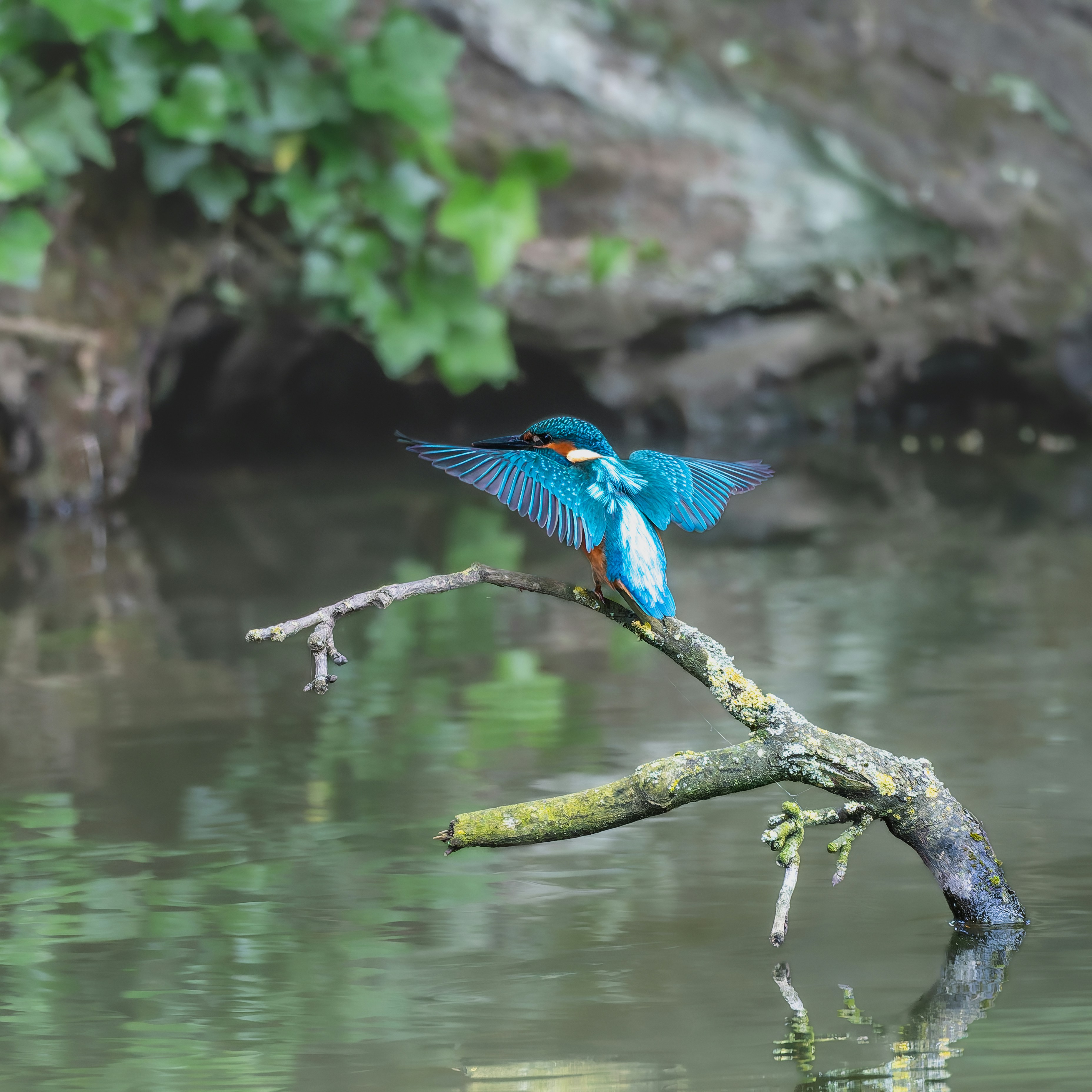 Blue Kingfisher on a Mossy Branch over Quiet Water