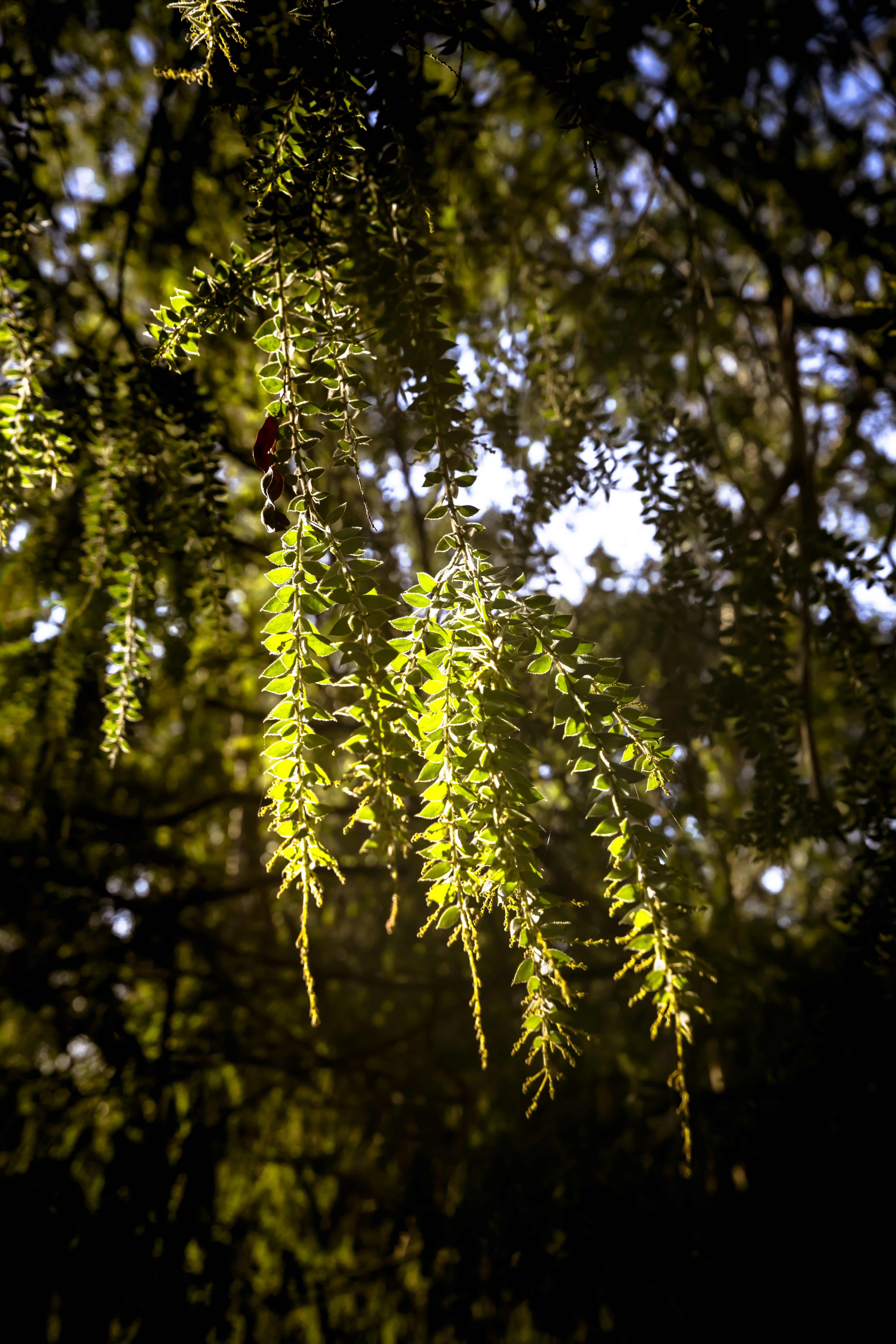 Sunlit Hanging Ferns: Framed Light Through a Forest Canopy