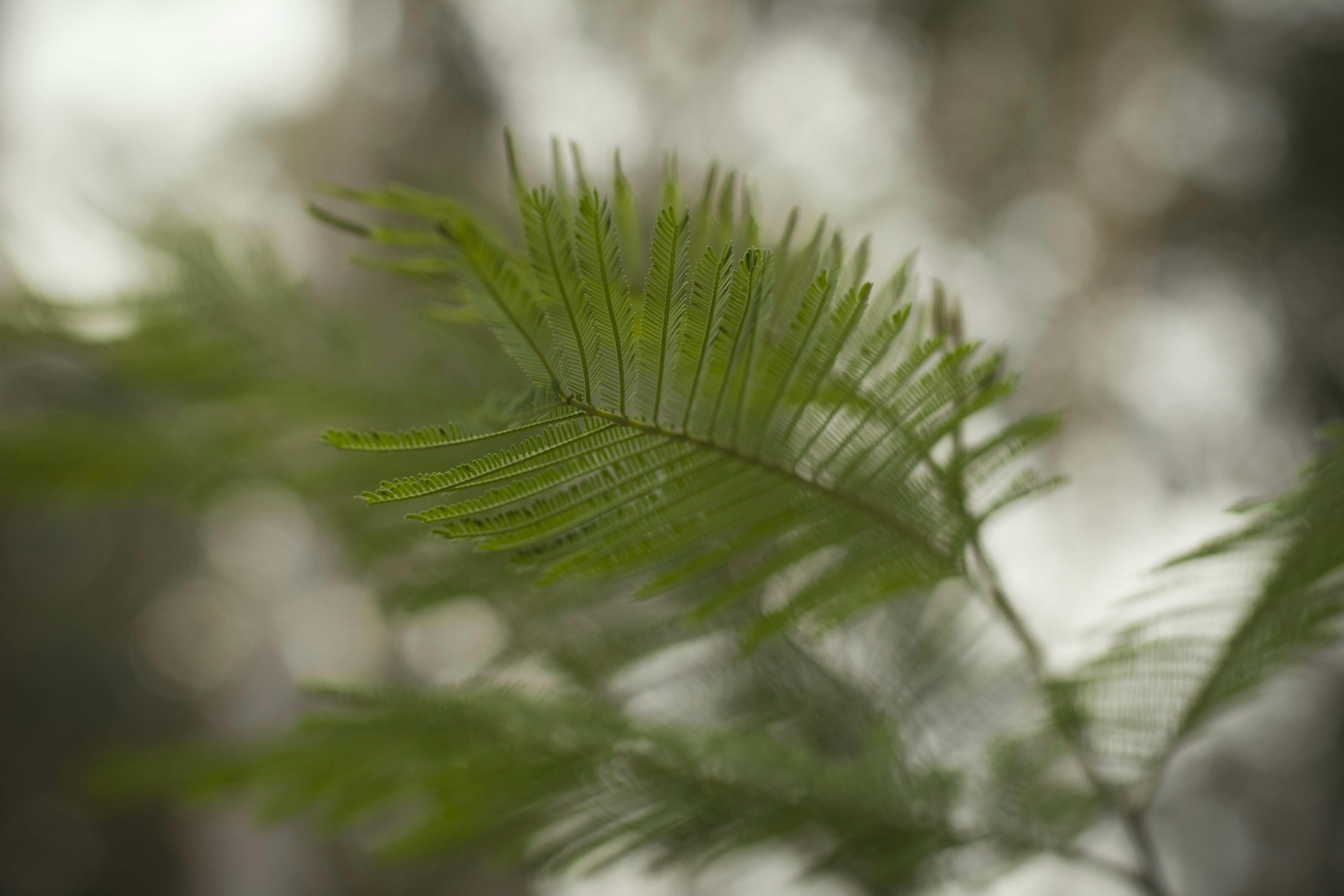 Macro close-up of a green fern frond with soft, blurred background and gentle motion; a nature-focused shot emphasizing texture and depth.