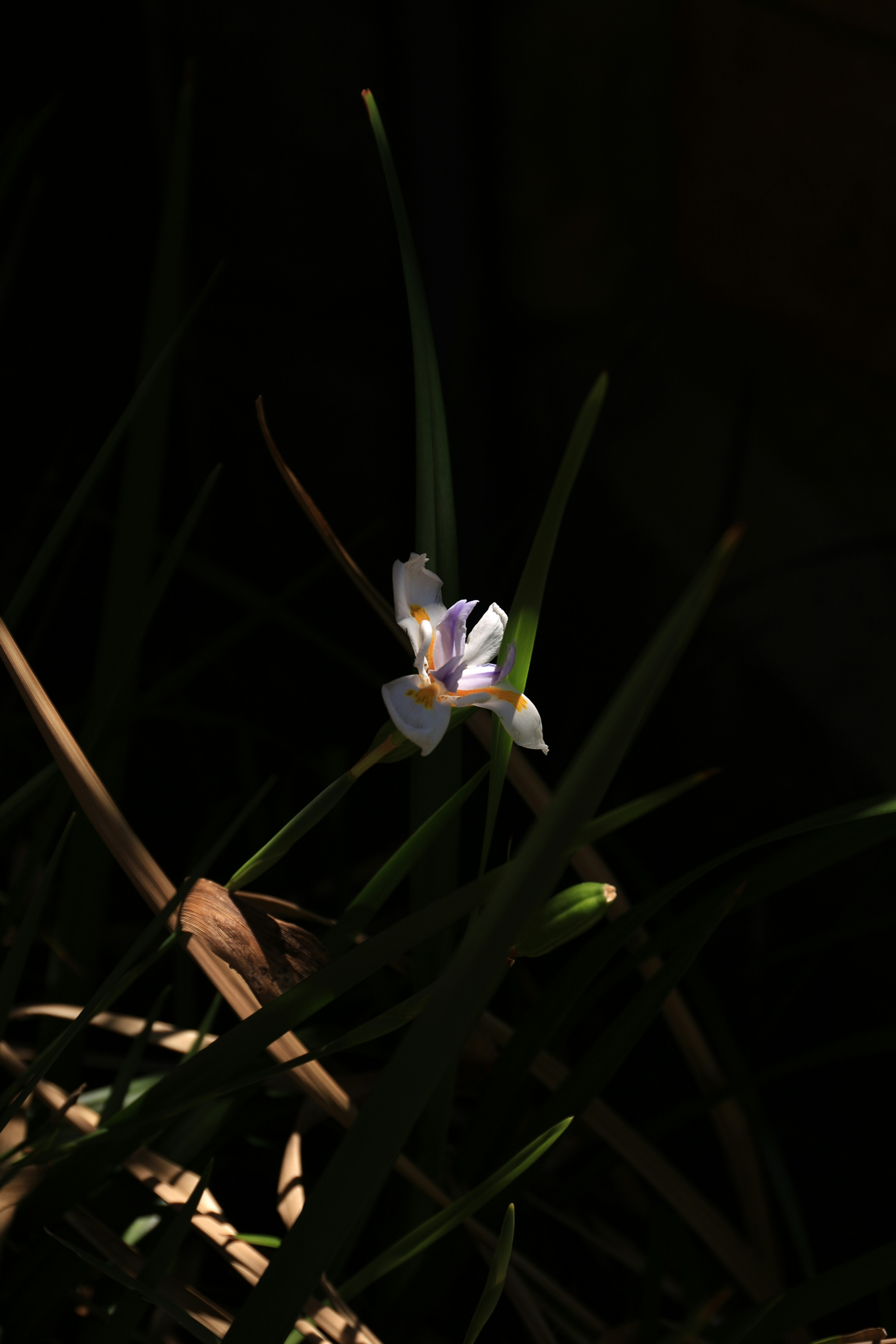 Whisper of Light on a White Iris
