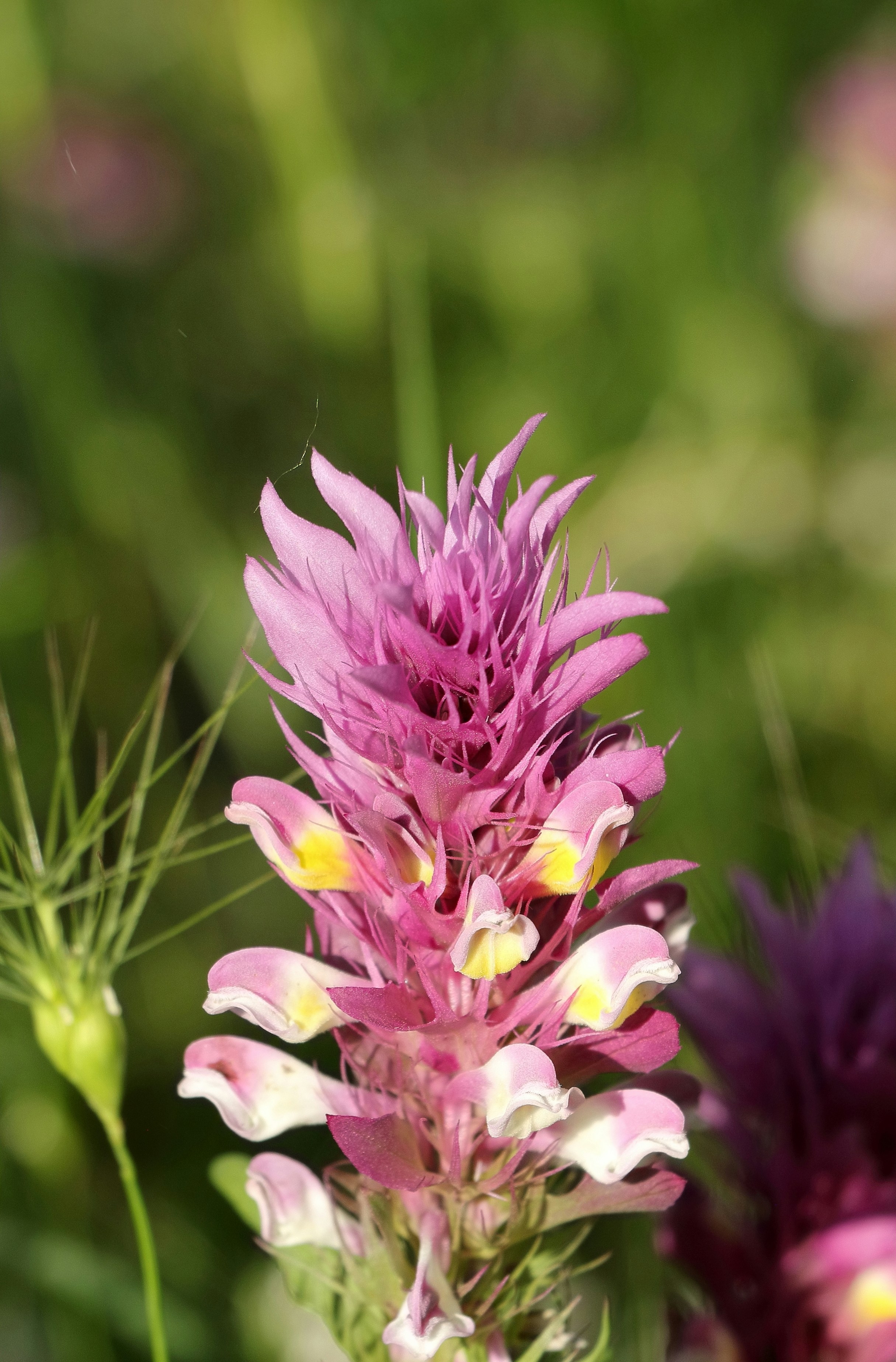 Pink Torch: A Close-Up of a Whorled Wildflower in Sunlit Green