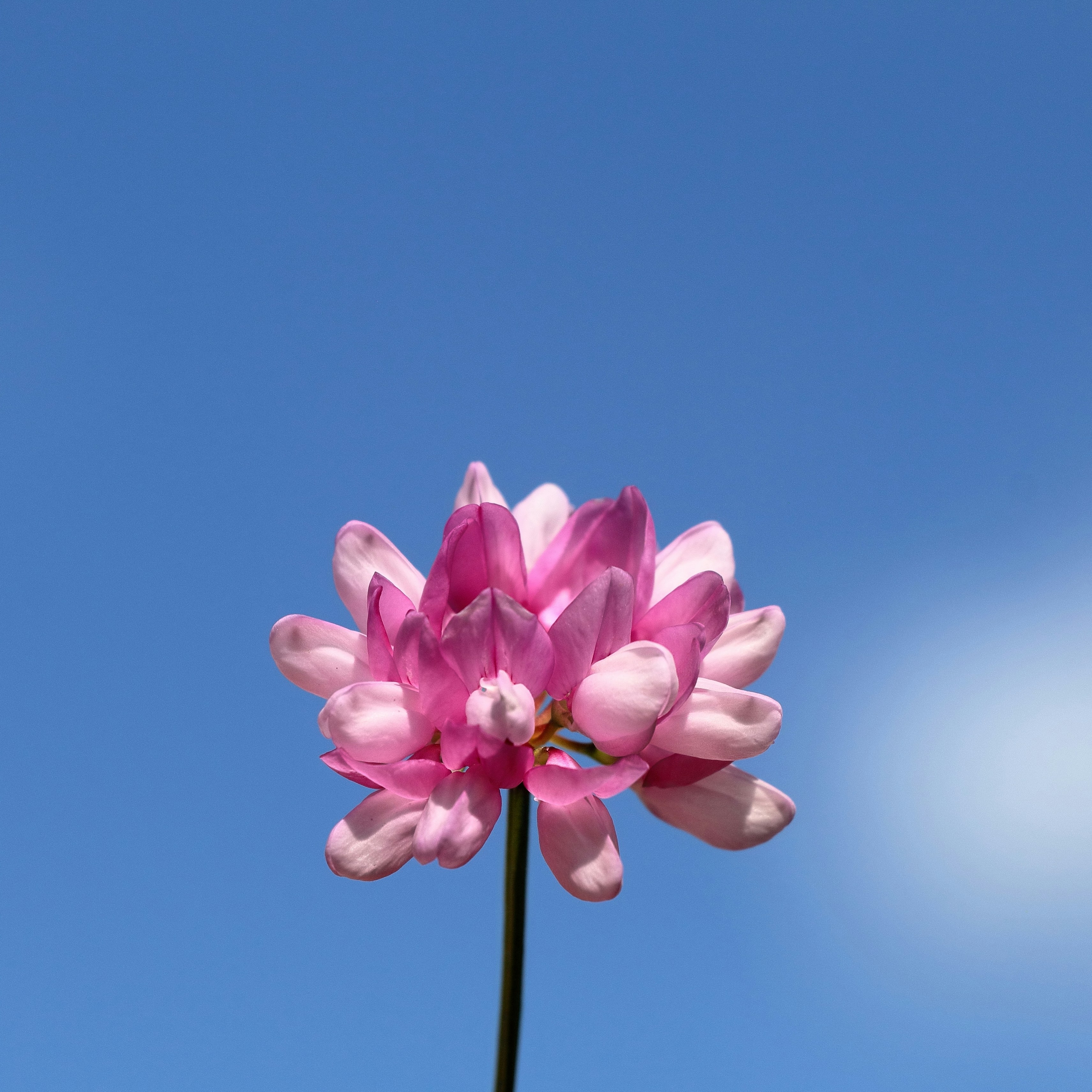 Skyward Bloom: Pink Tulip Reaching for the Blue