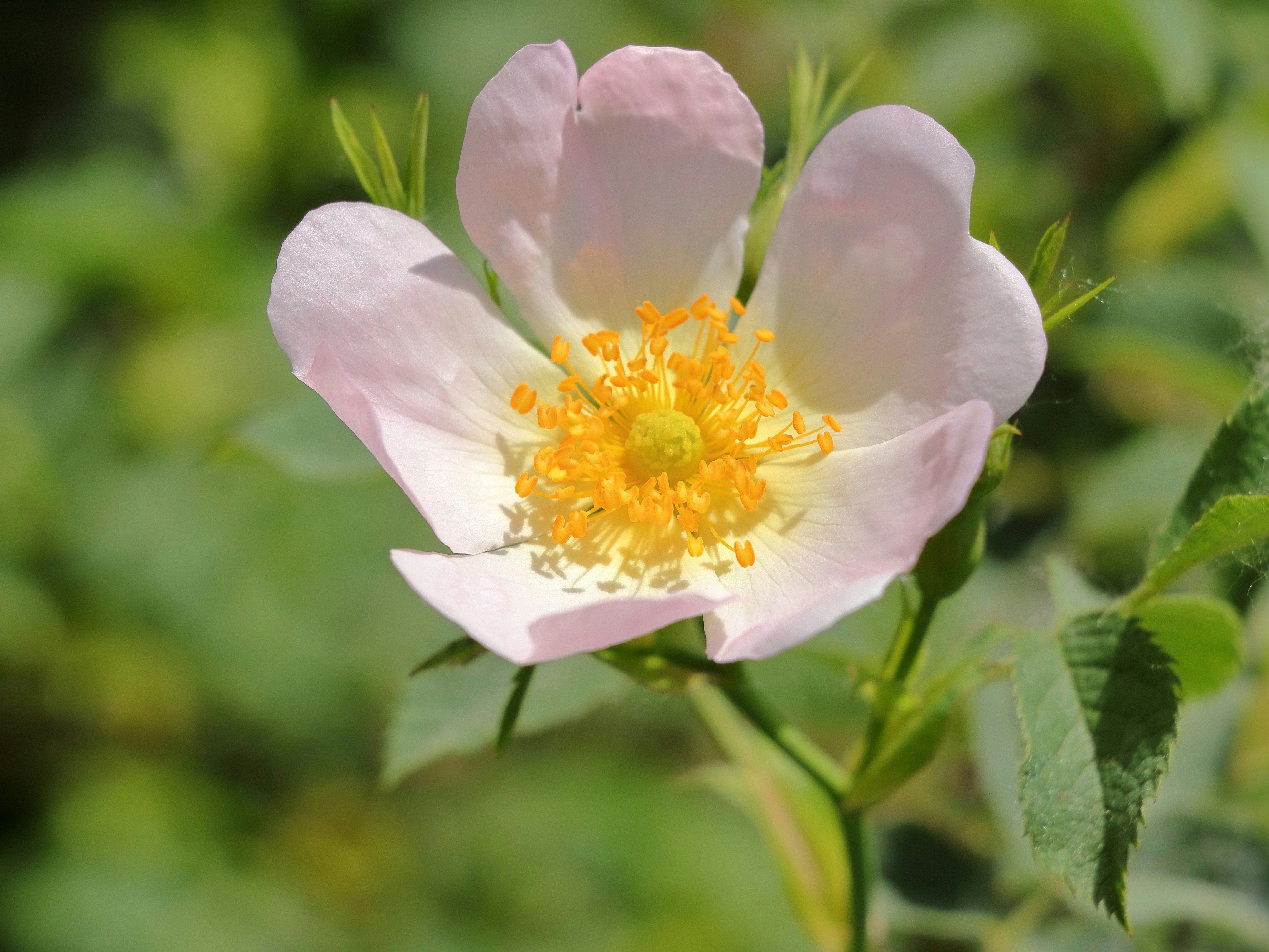Soft-petal Dawn: A Pale Pink Bloom with Golden Center