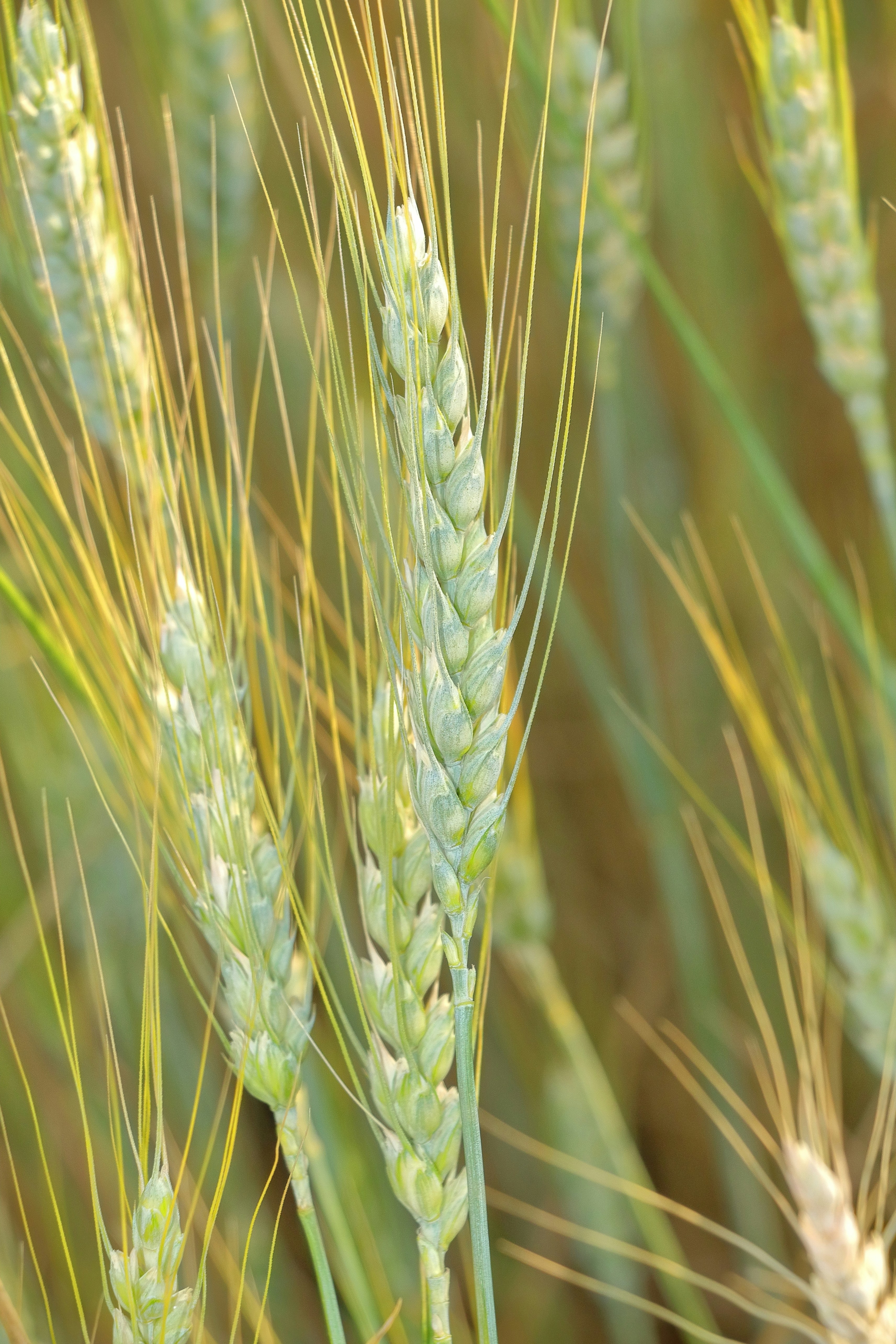 Emerald Stalks: Close-Up of Grainy Green Heads in Soft Sunlight