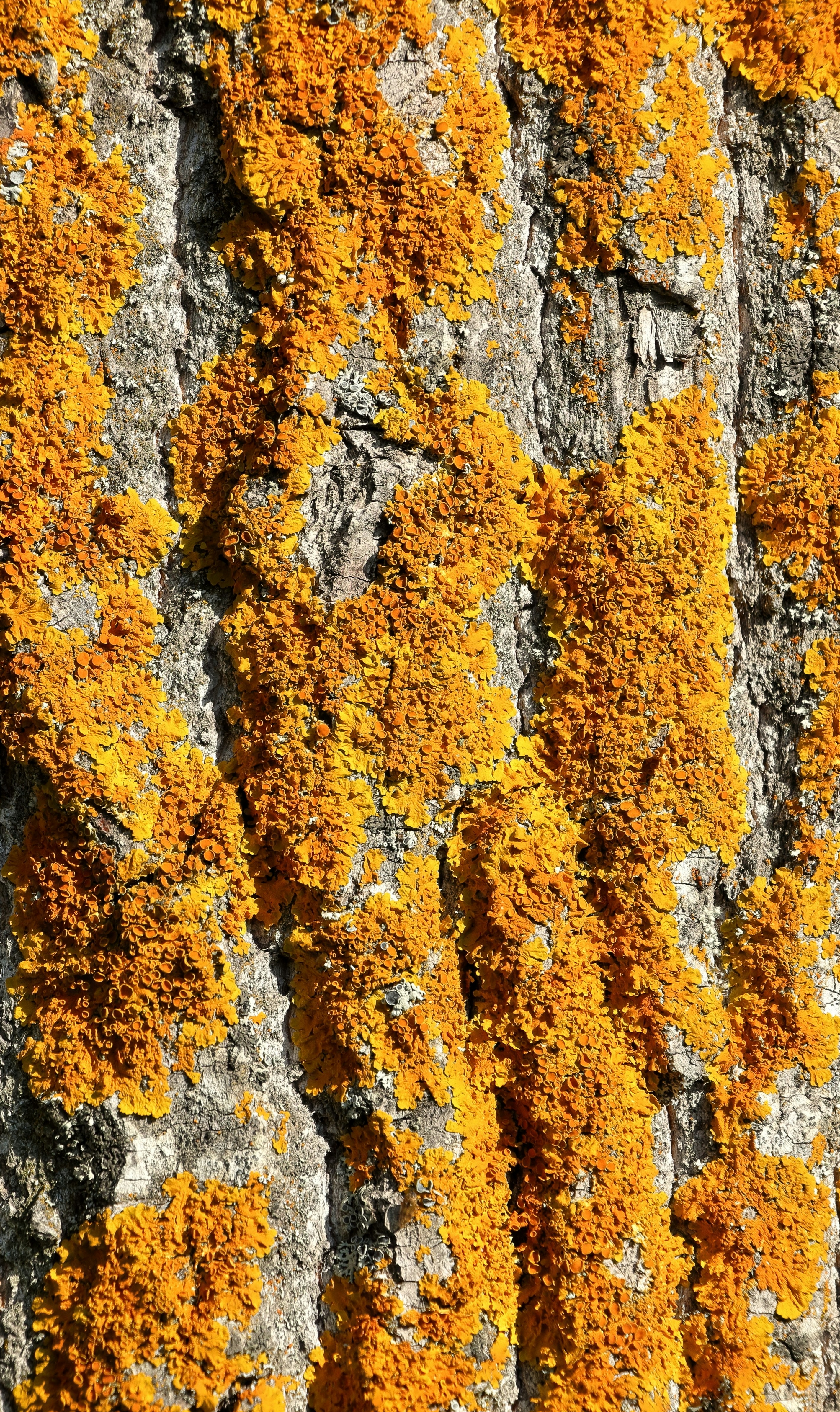 Orange Lichen Trails on Weathered Bark: A Textured Close-Up