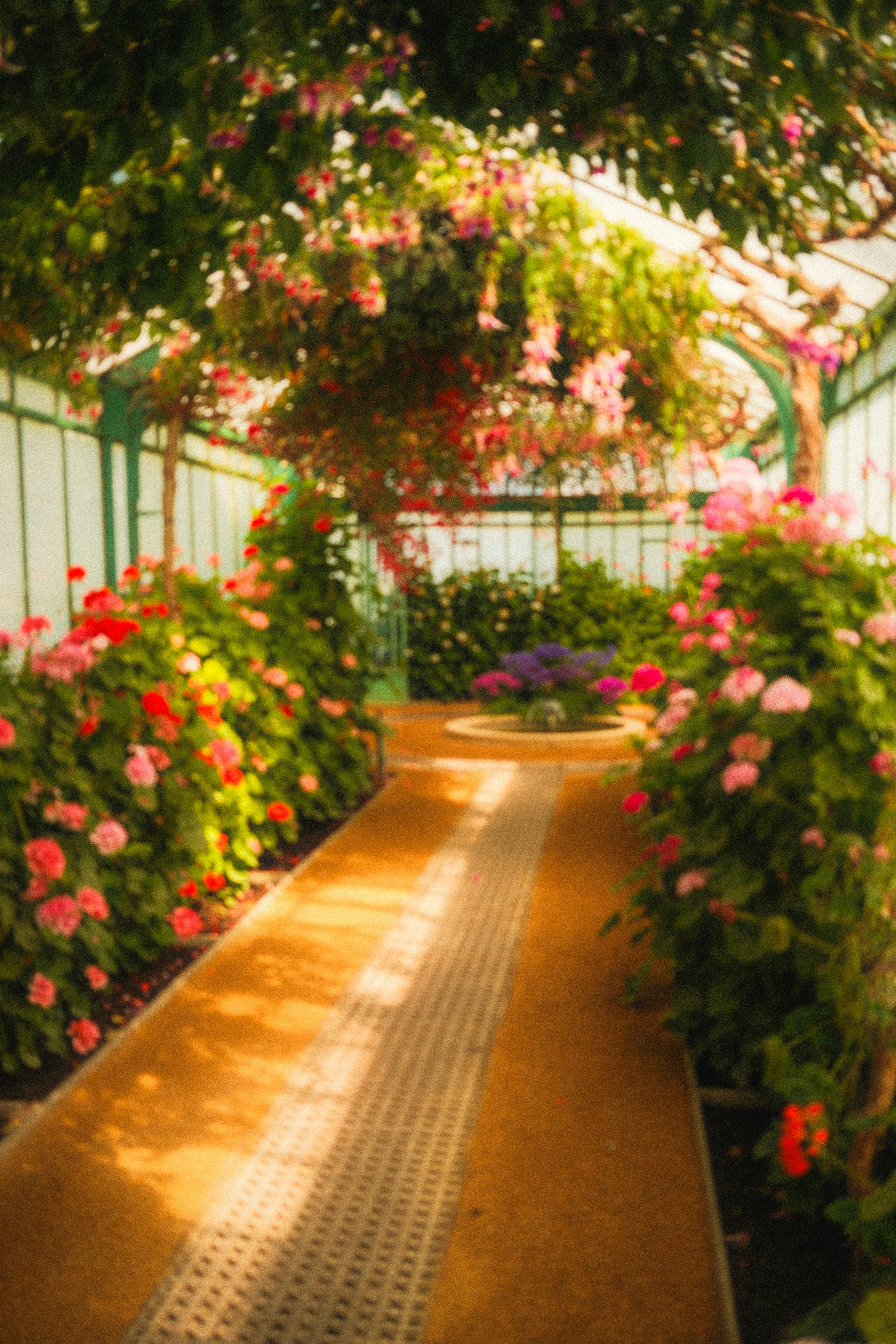Sunlit Garden Aisle: Roses Framing a Bright Path