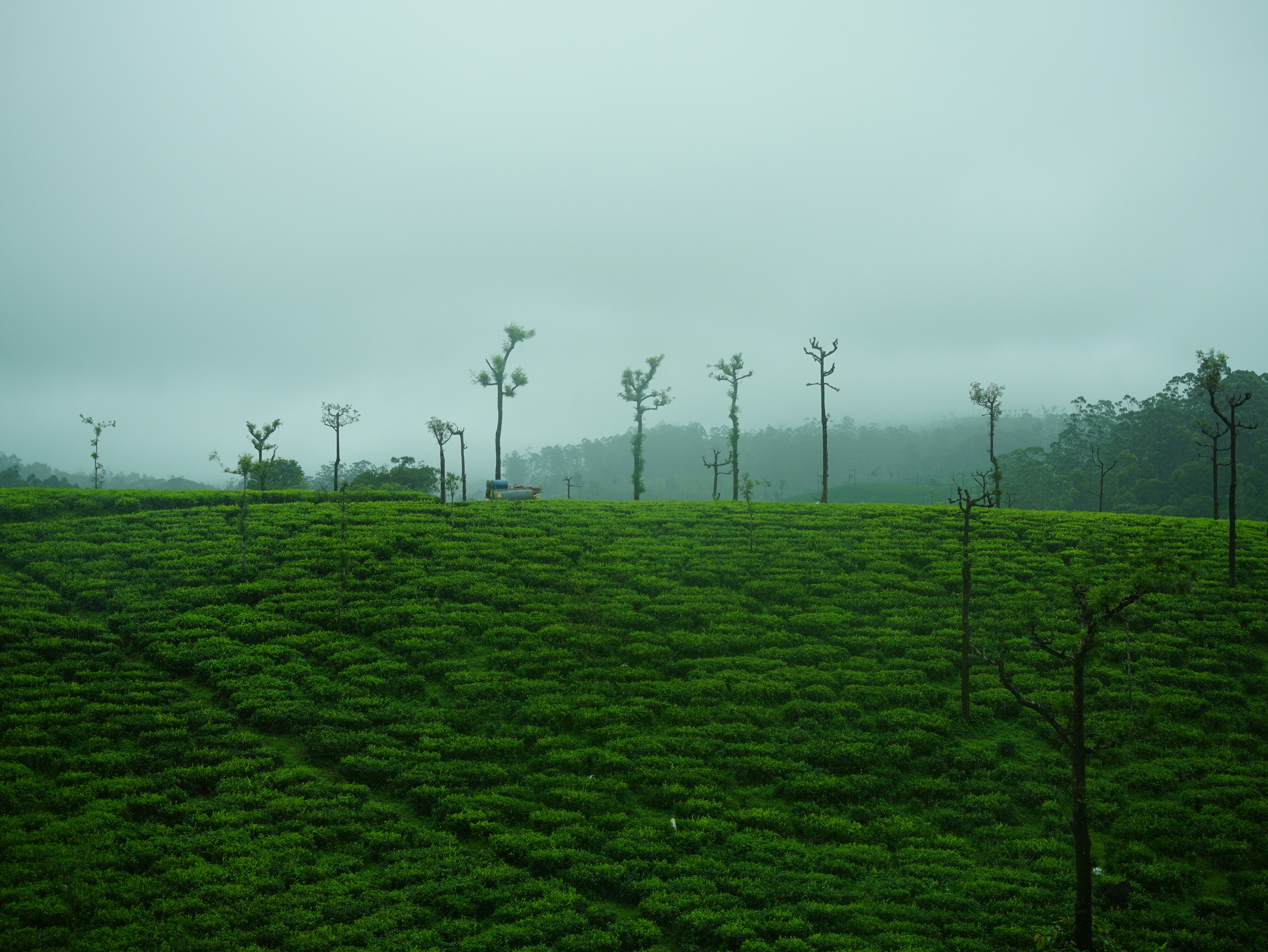 Vast tea plantations stretch toward a misty horizon, with scattered trees rising above the neatly trimmed rows. A calm, overcast sky blankets the landscape in cool tones.