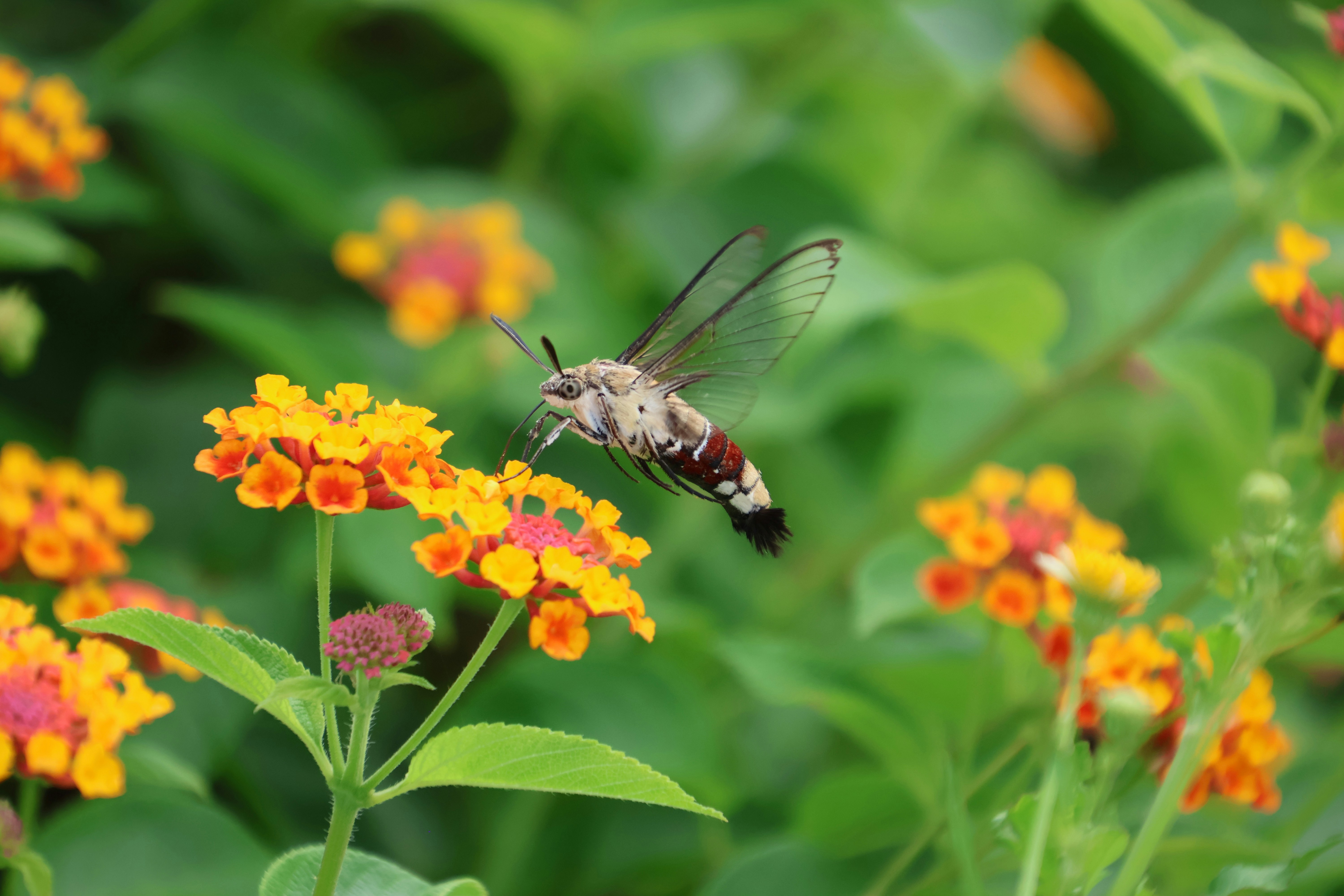 Vibrant hummingbird hovers among bright orange and yellow blooms, captured in flight with a lush green garden backdrop.