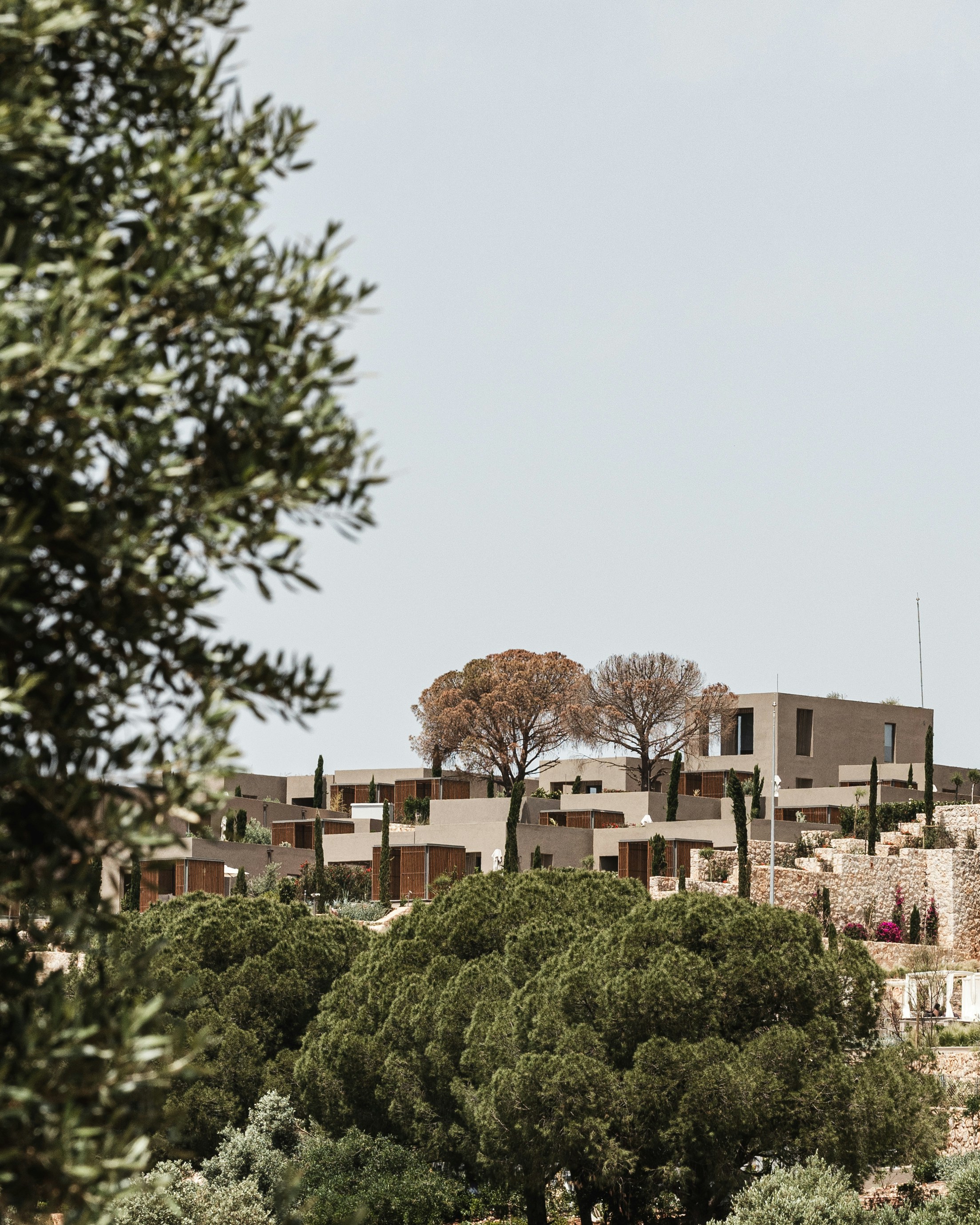 Terraced architecture meeting olive groves under a pale sky