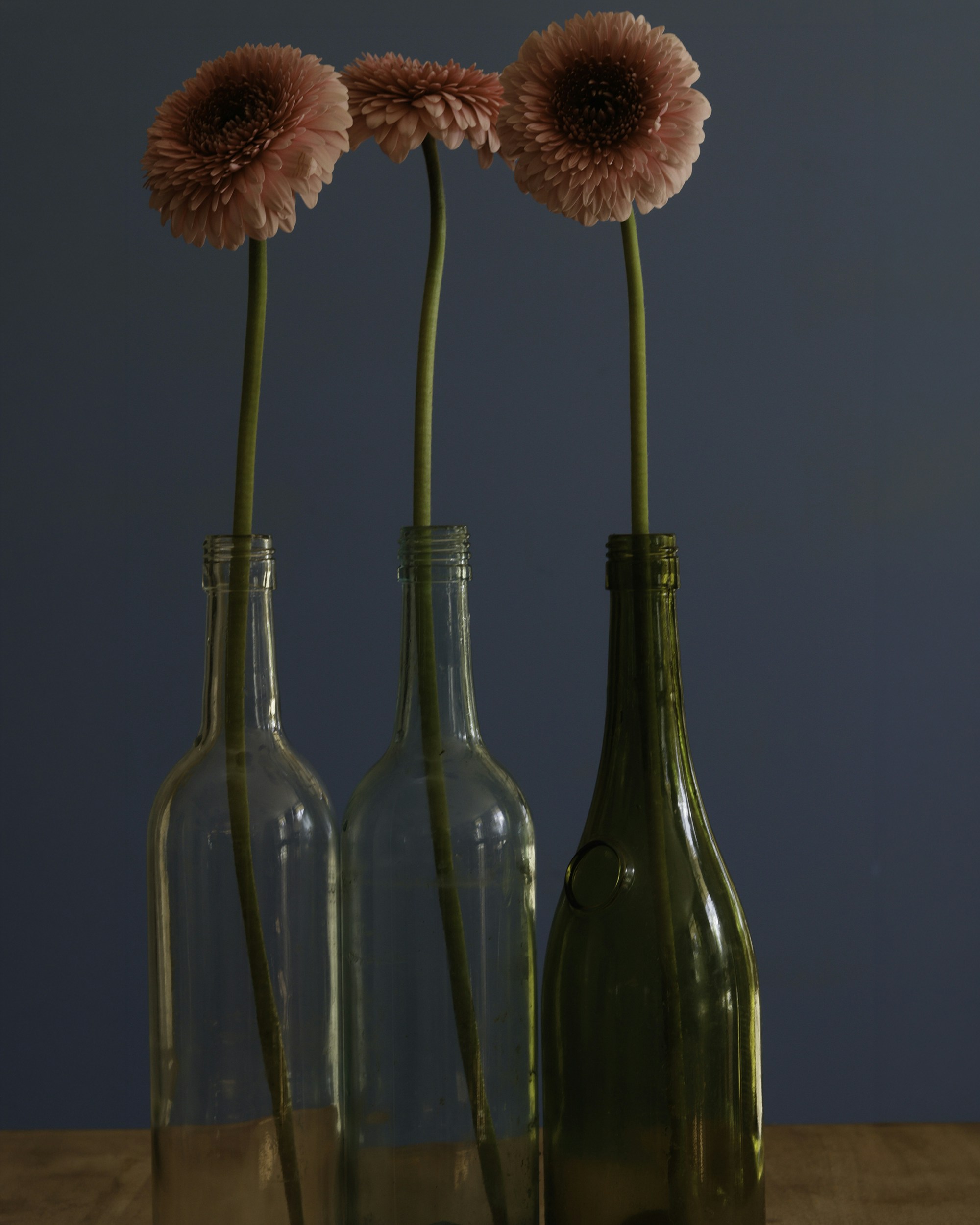 Three Glass Bottles with Bright Pink Gerberas Against a Blue Backdrop