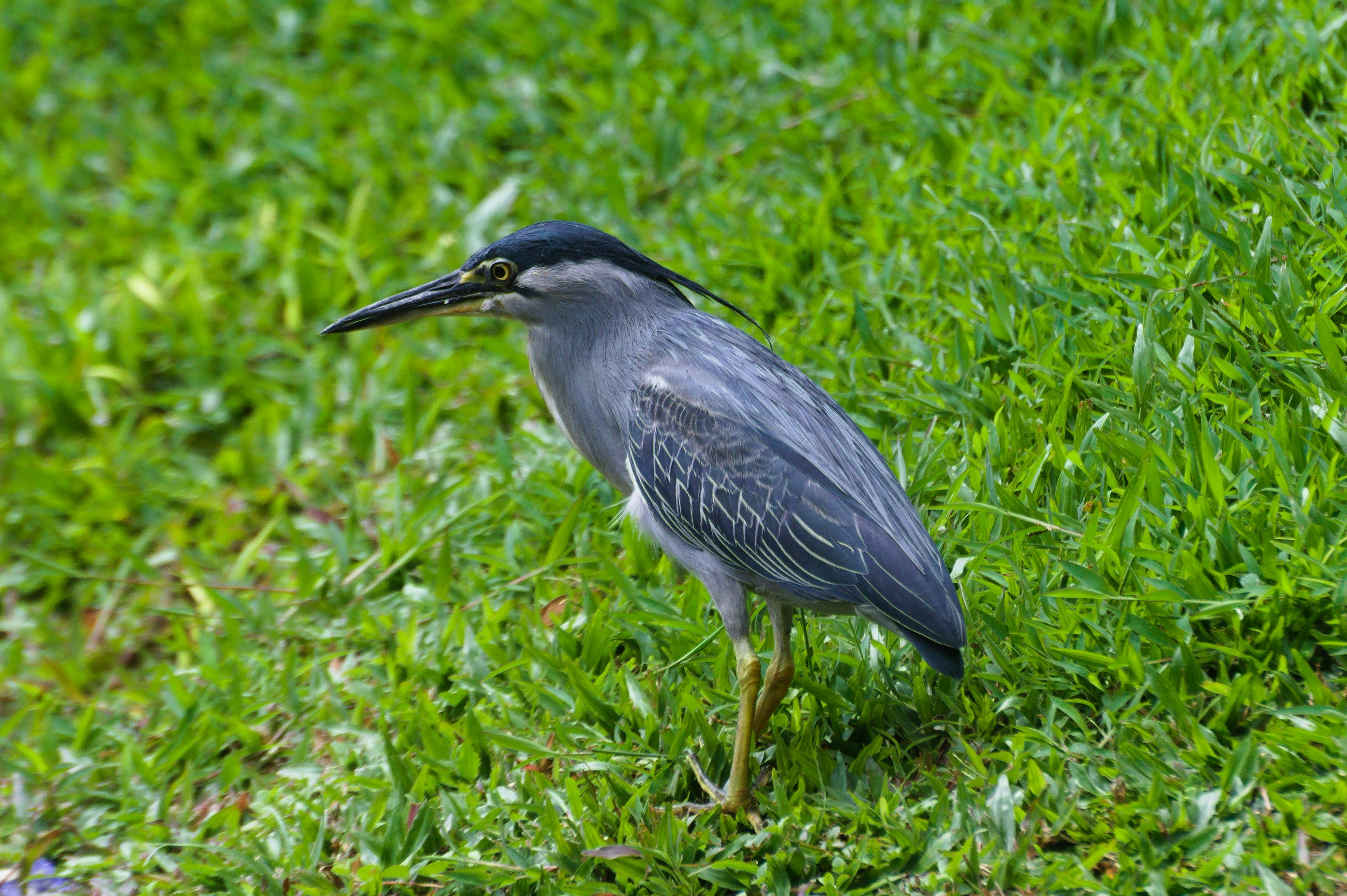 Heron in Green: Focused Stare Across Quiet Grass