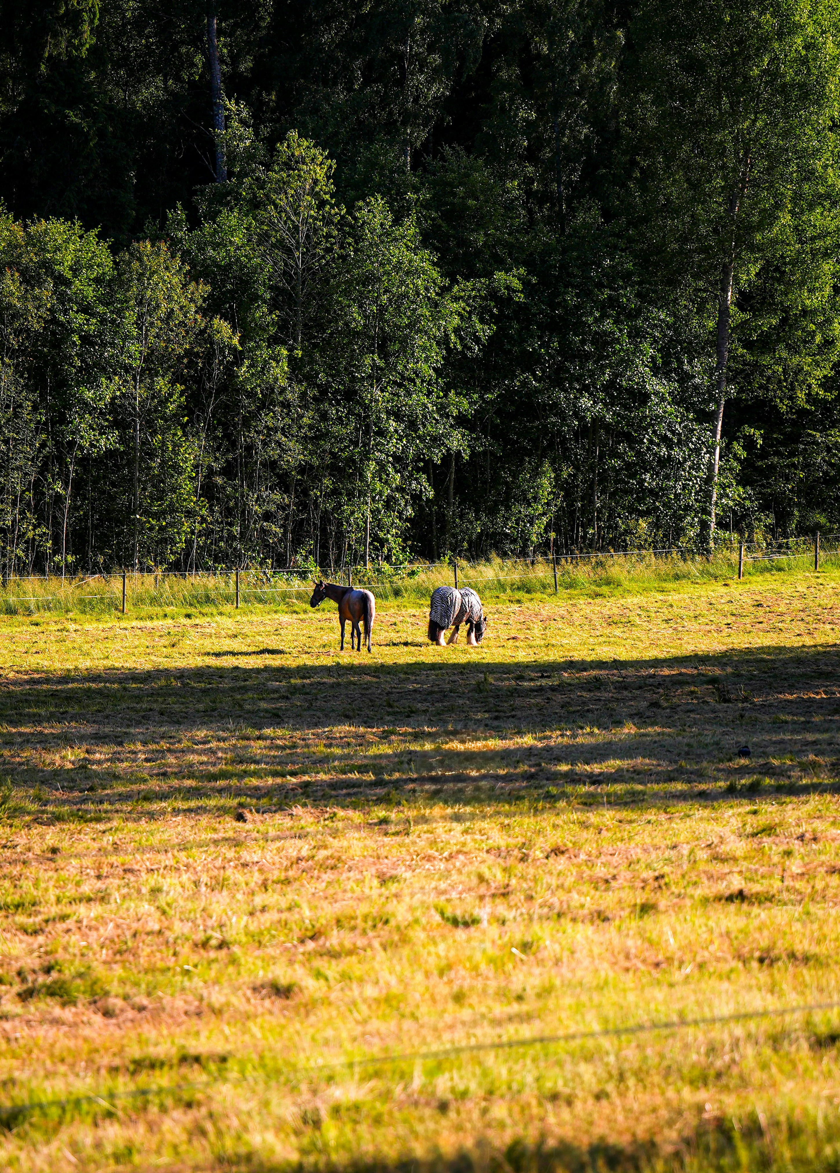 Pasture Quiet: Two Horses Beneath a Shaded Forest