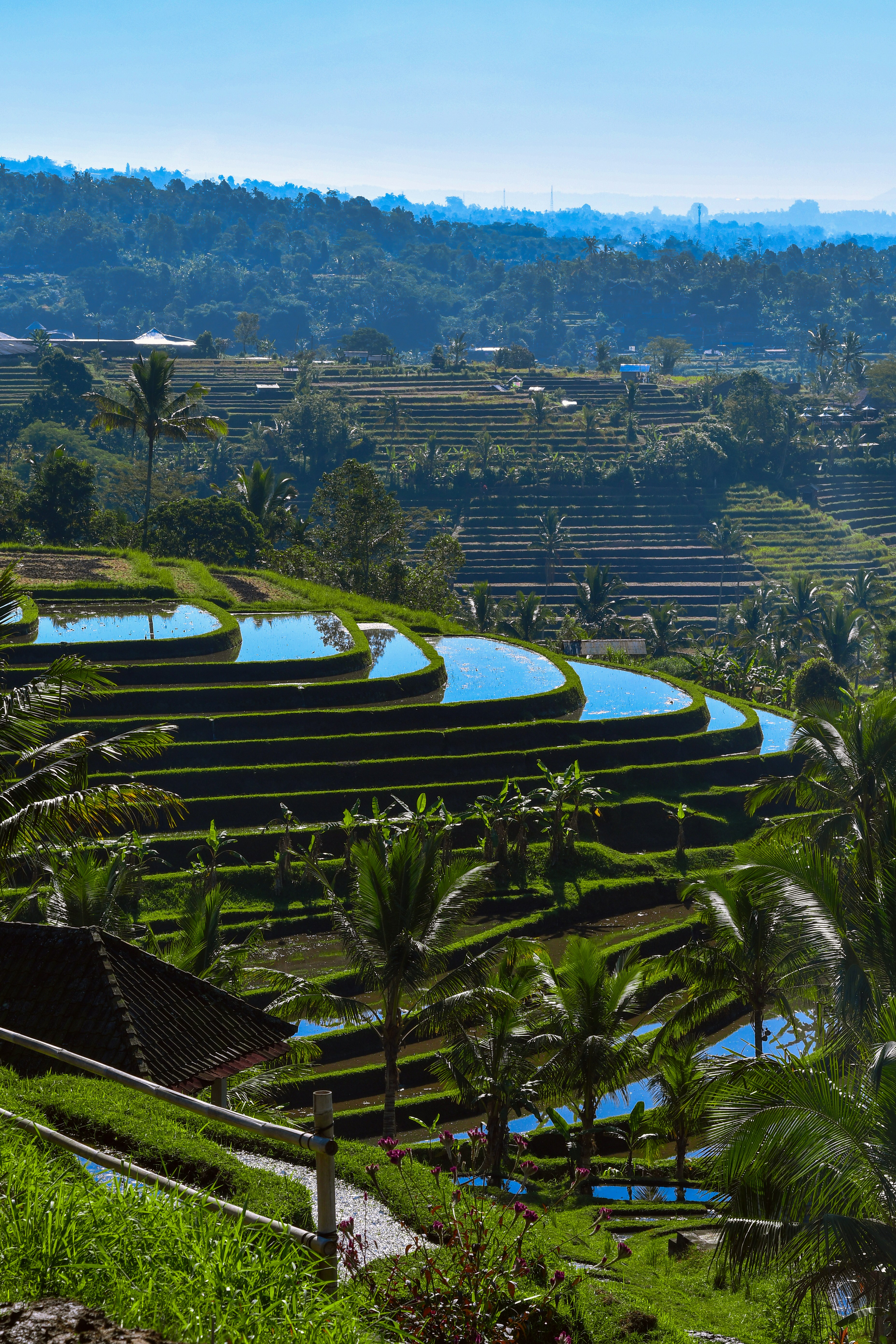 Terraced Paradise: Echoes of Water in Green Steps