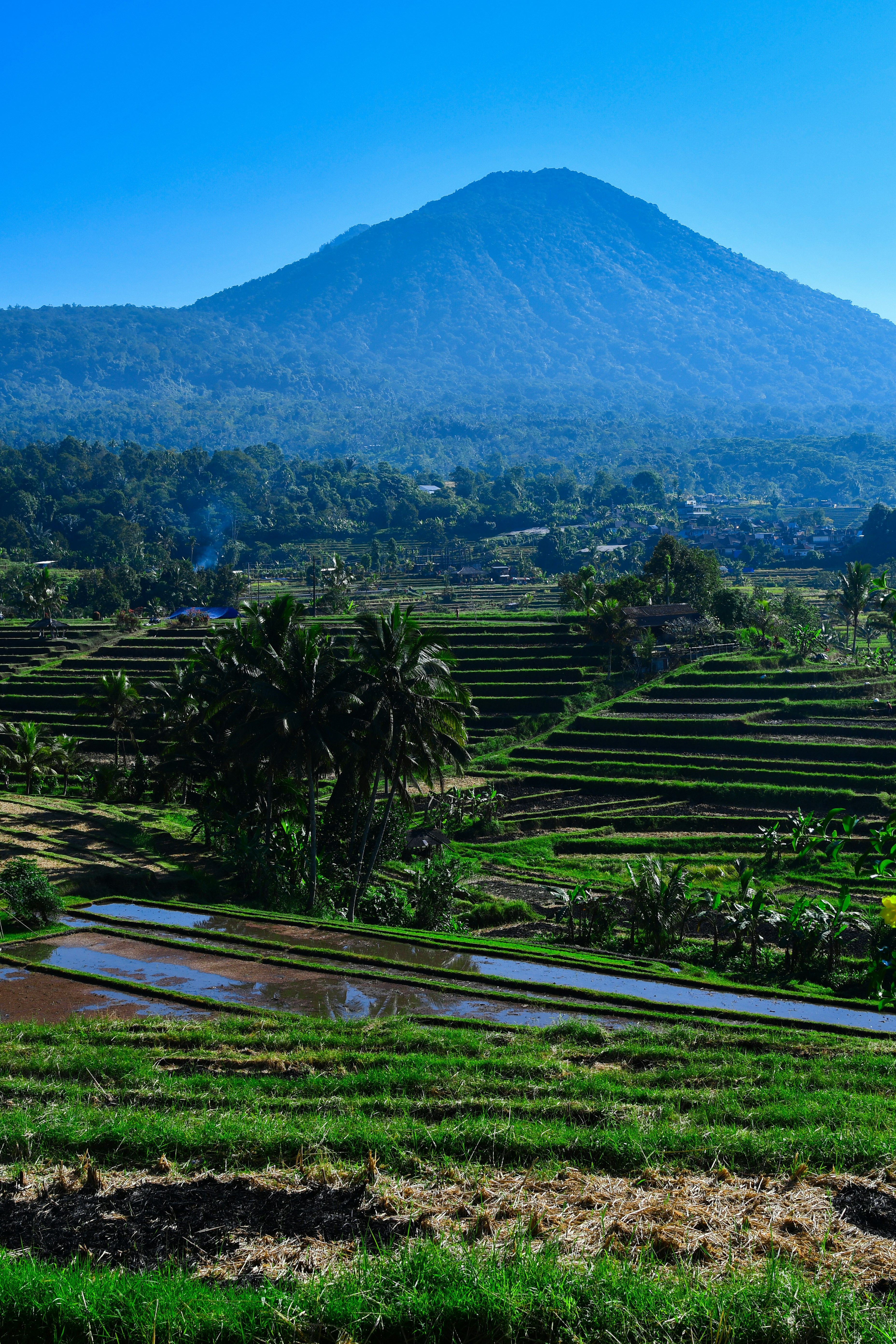 Terraced Fields Beneath a Blue Peak