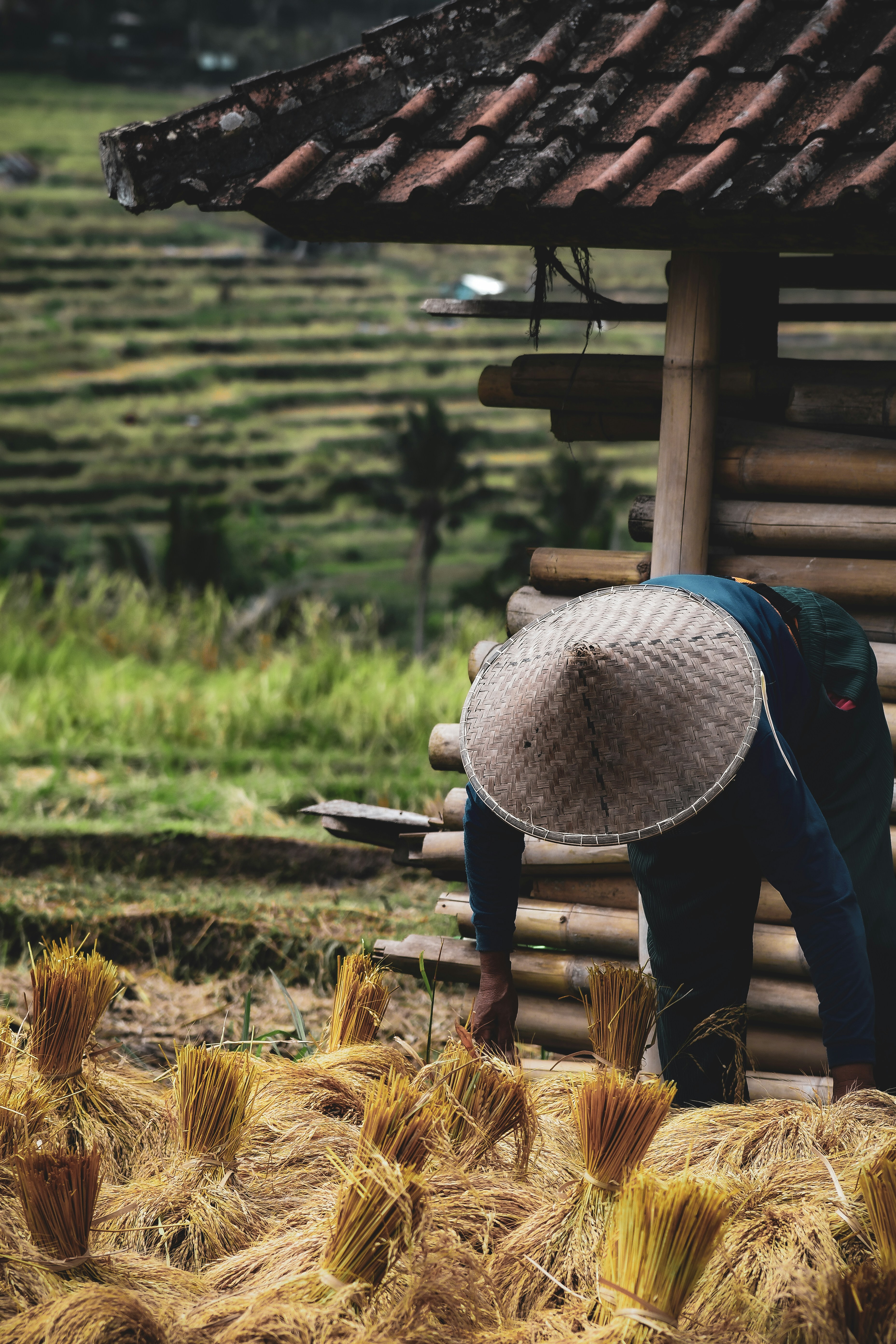 Straw Harvest Under a Rustic Roof