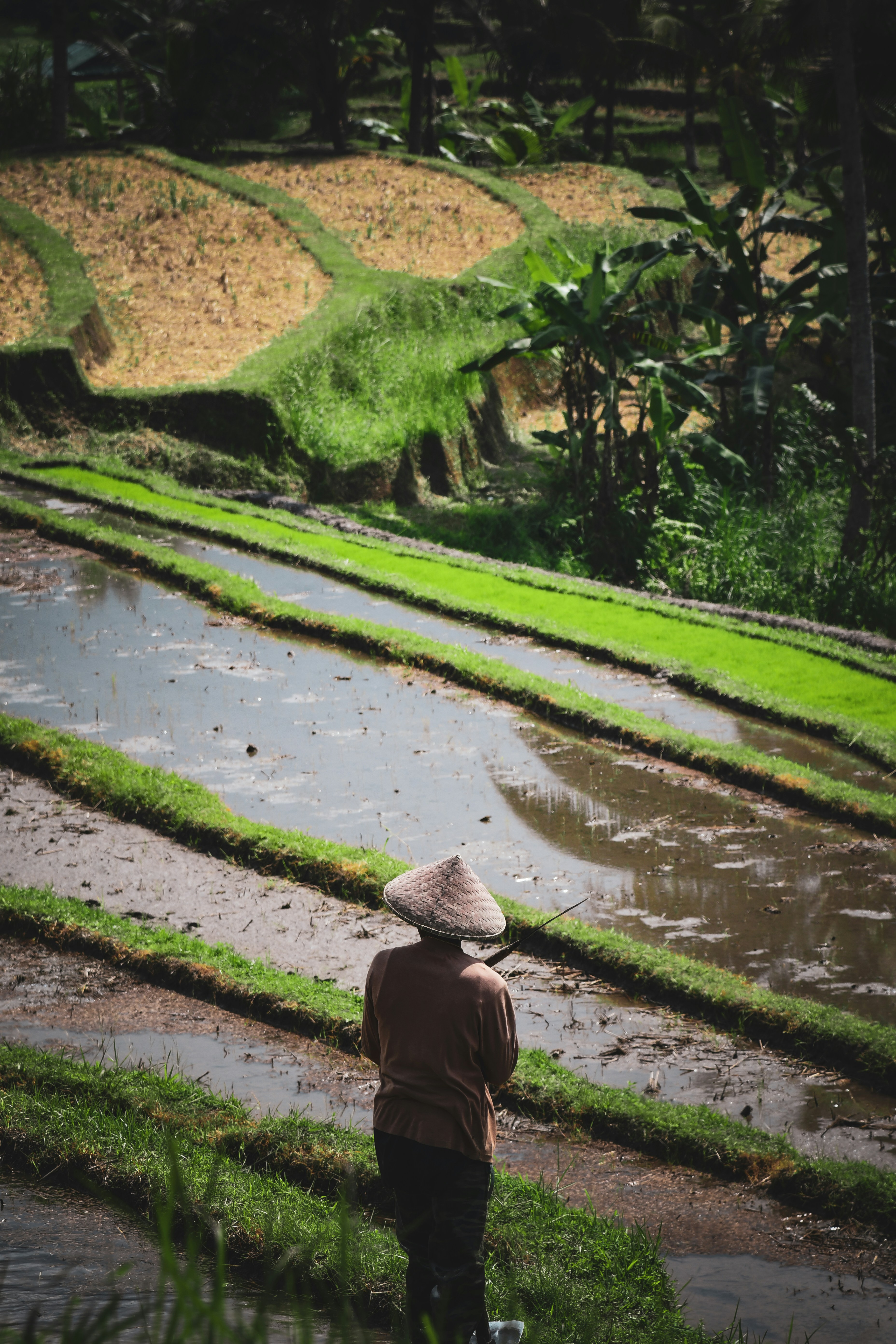 Terraced Rice Fields and a Silhouette under a Conical Hat