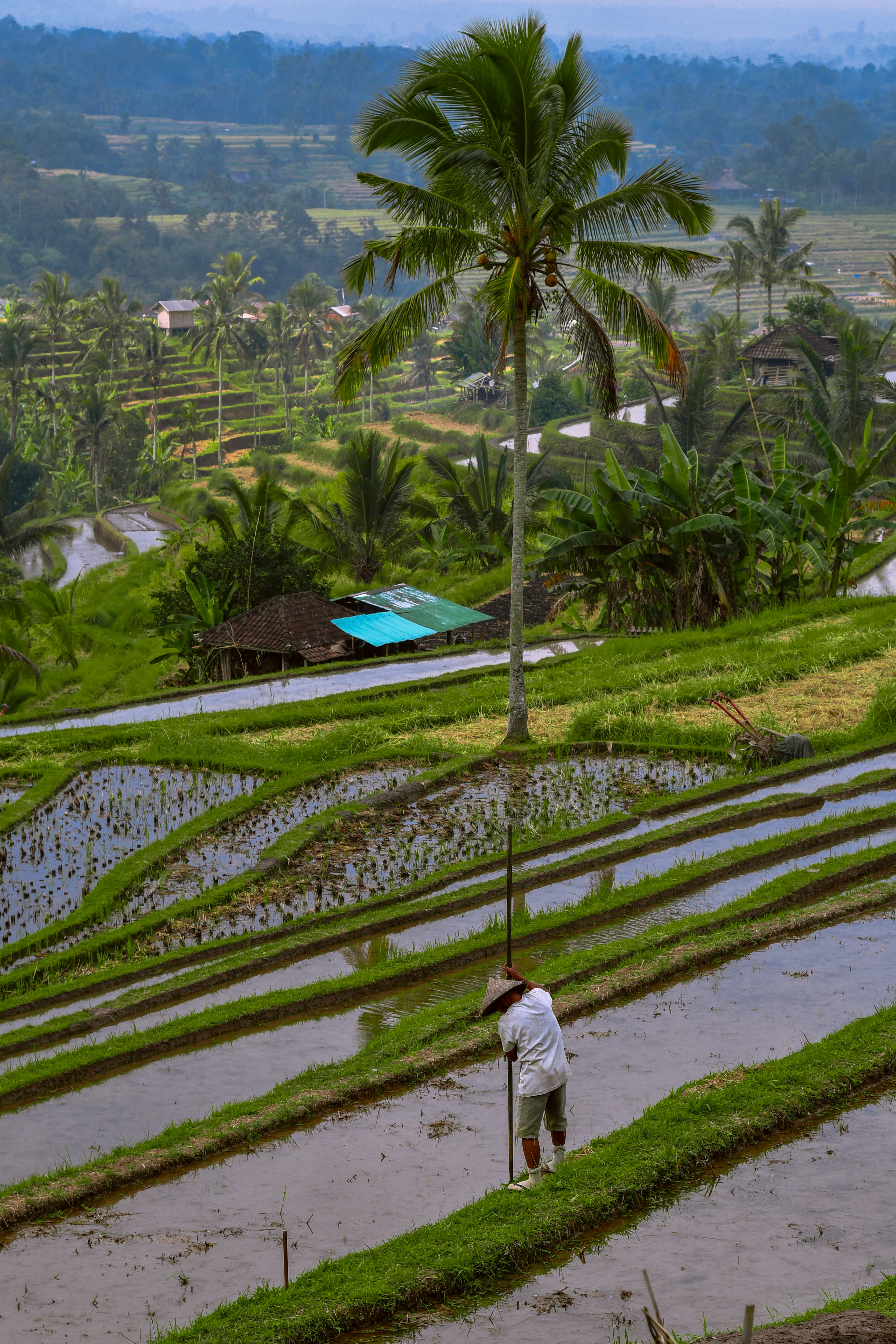 Terraced rice fields undulating toward the palm-shaded horizon