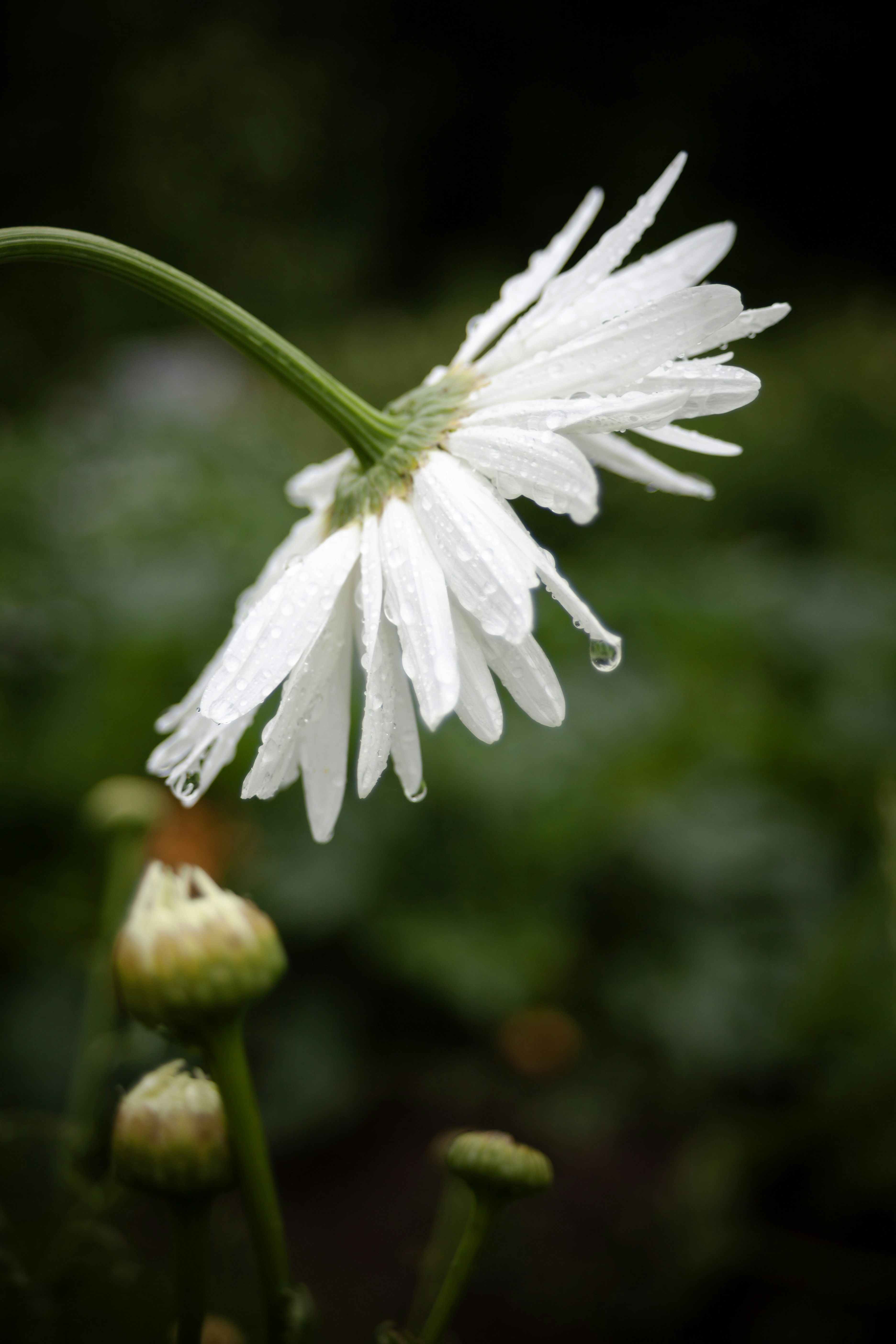 Dew-kissed Daisy in a Quiet Green Studio