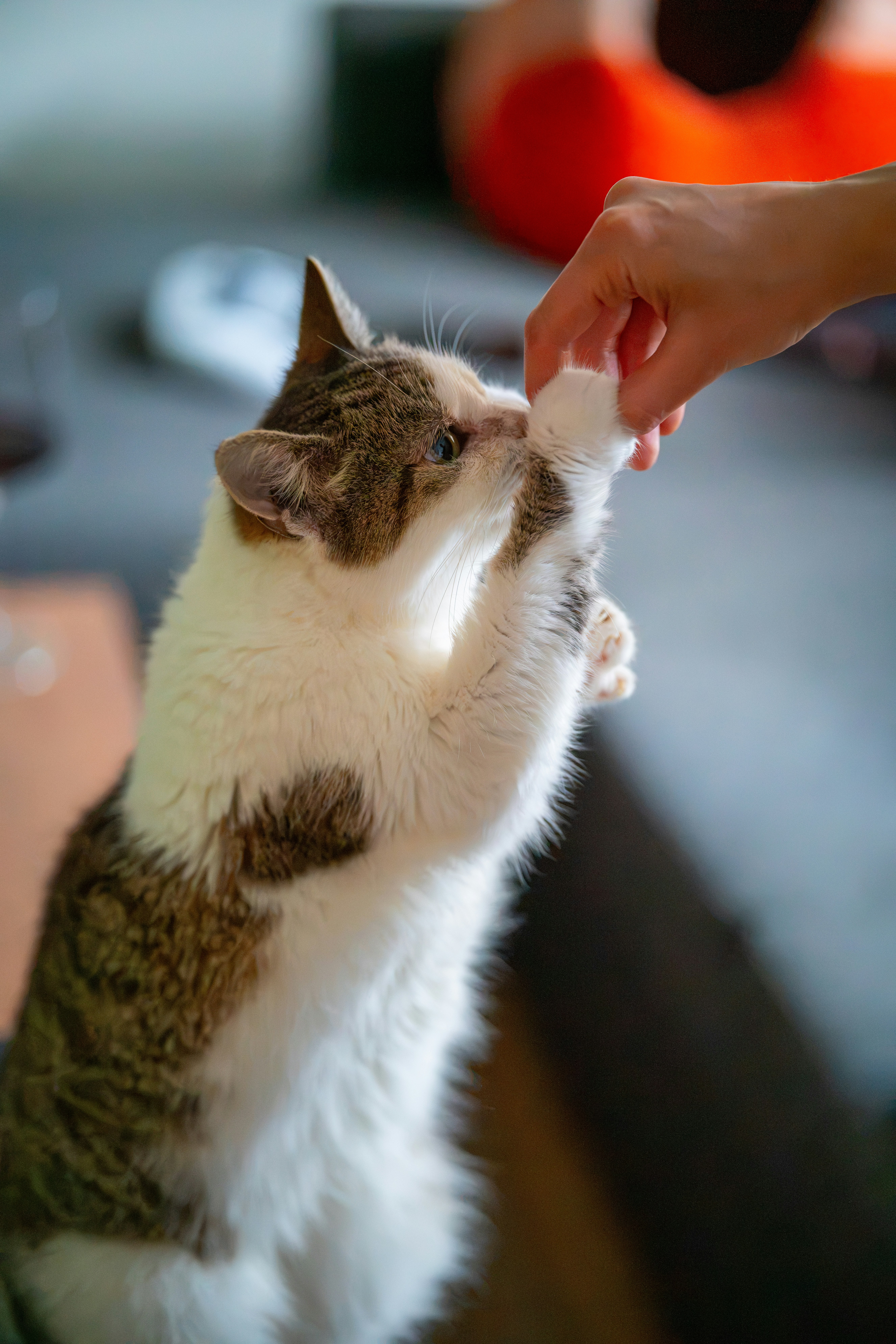 Delicate Tug-of-Tail: Feline Bond in Soft Portrait