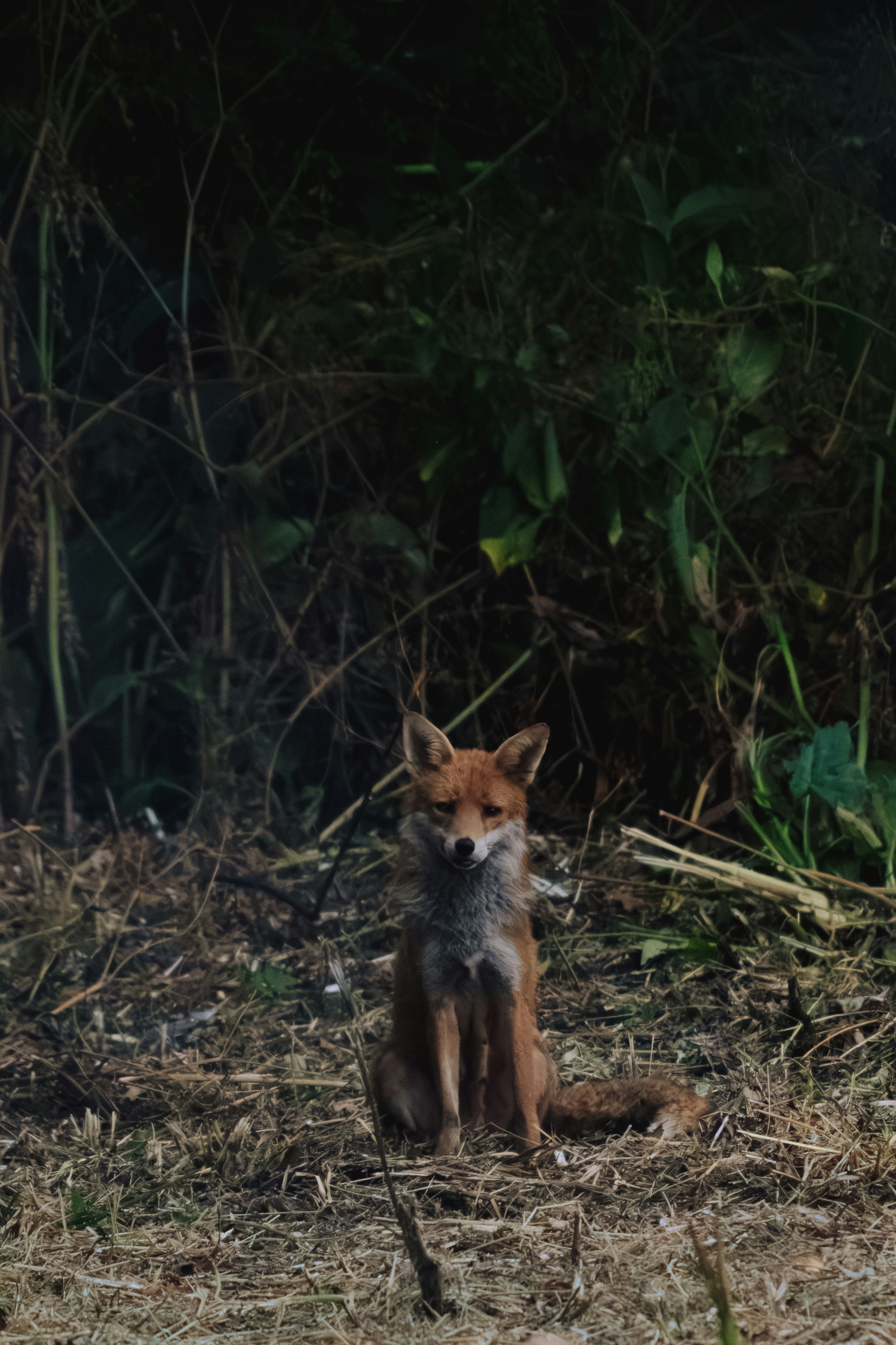 Red Fox in Dappled Night Light