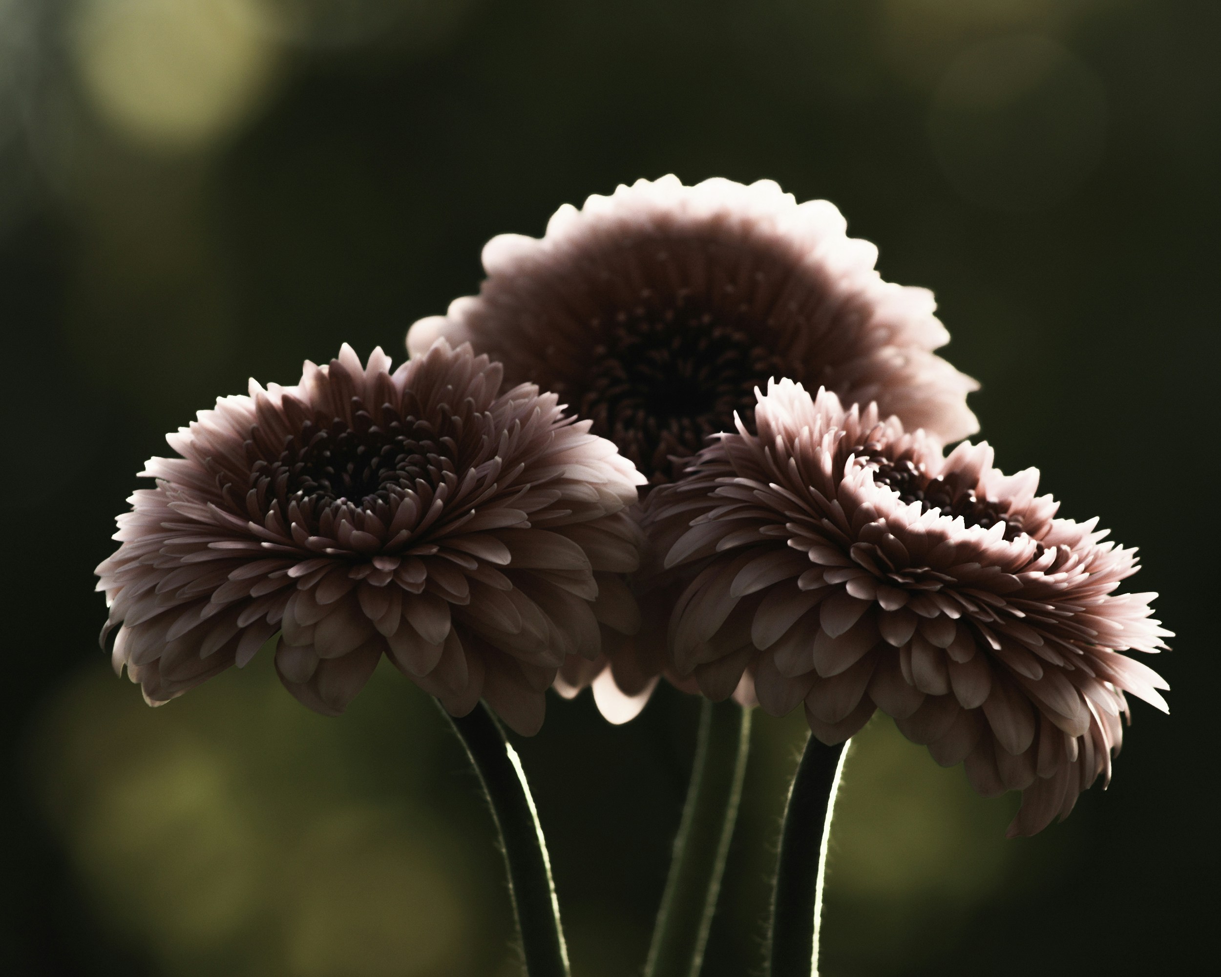 pink gerbera