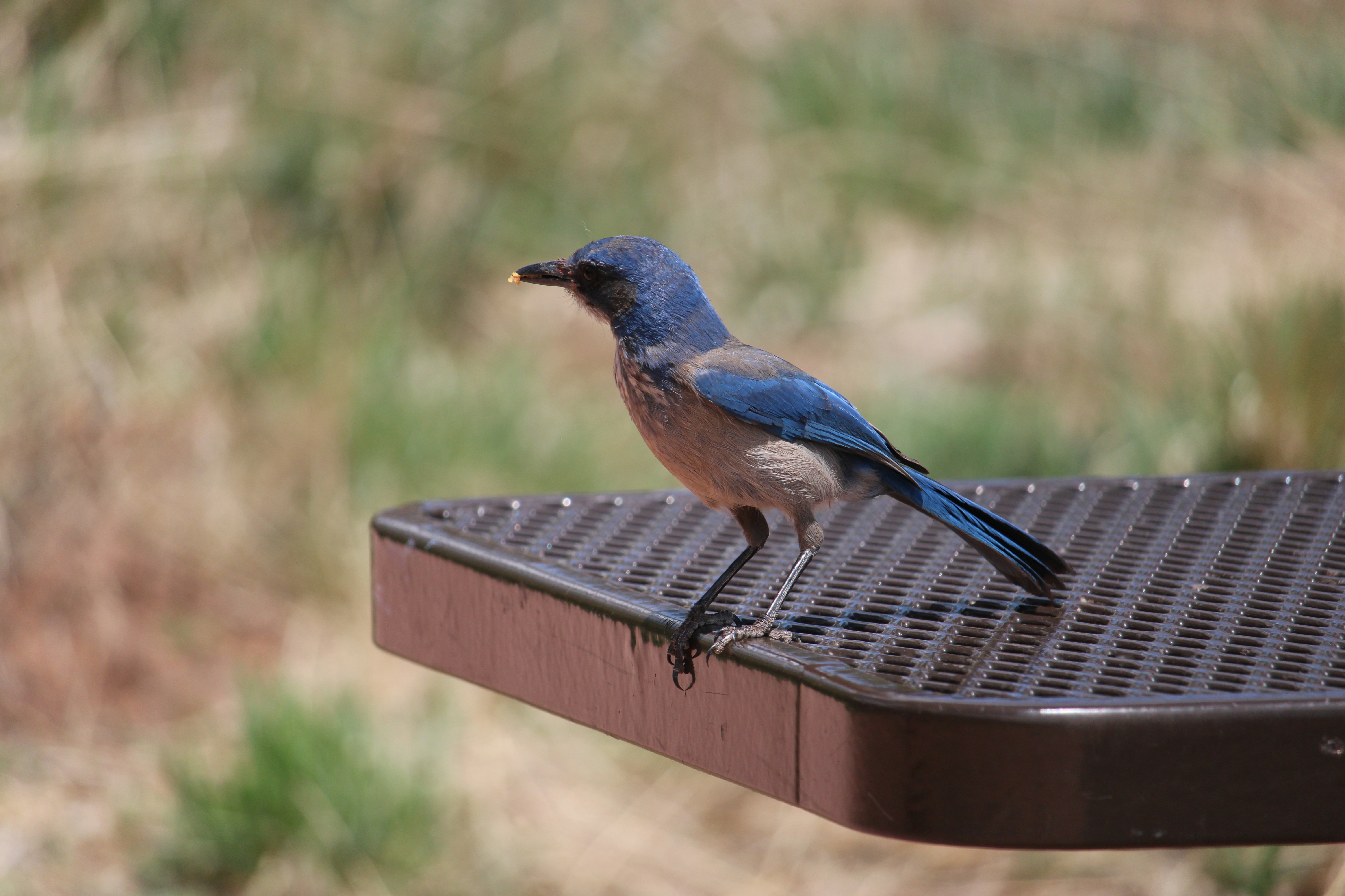 Blue-roughed Messenger on a Picnic Table