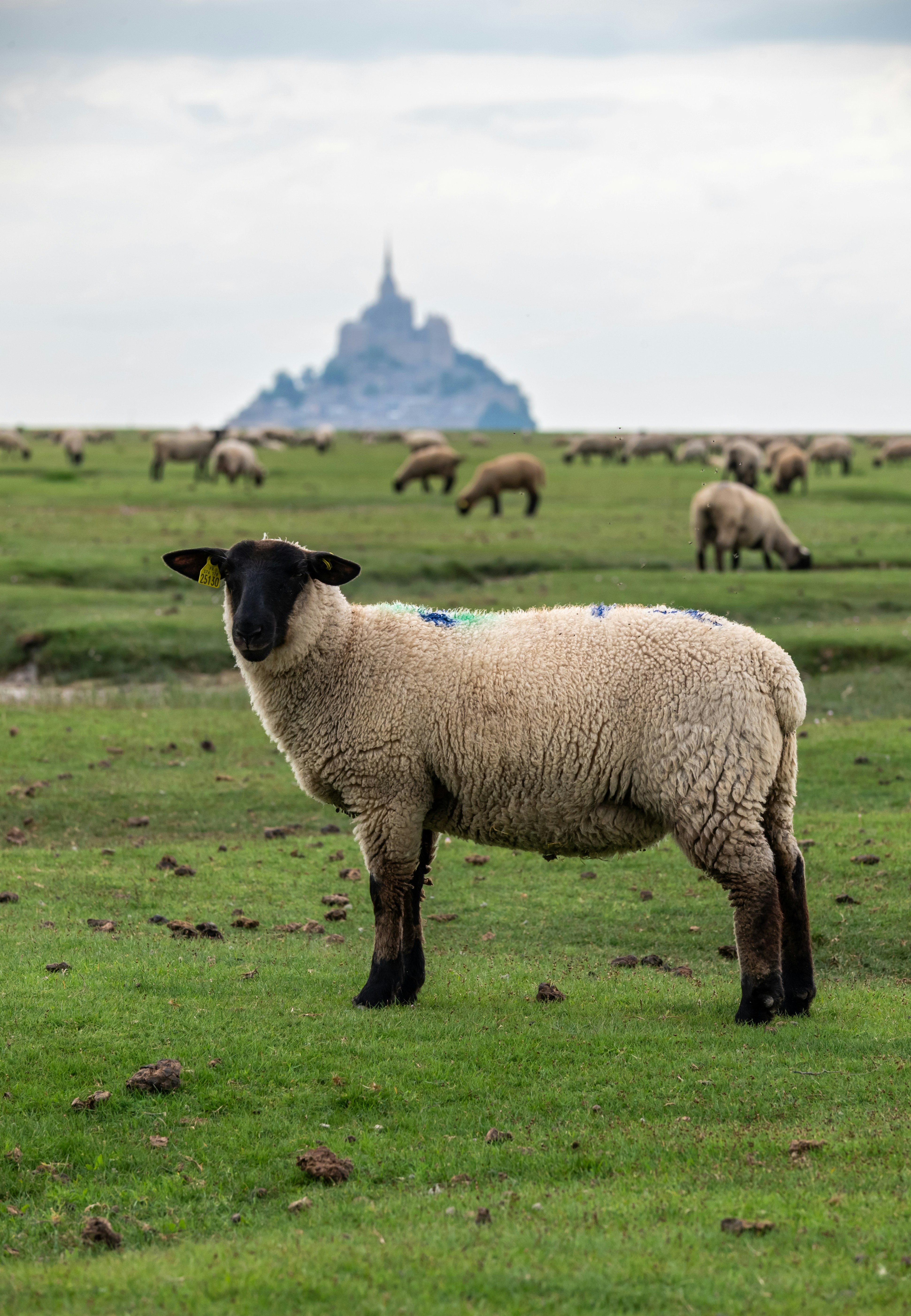 Pasture Sentinel: A Sheep Gaze Under a Distant Steeple