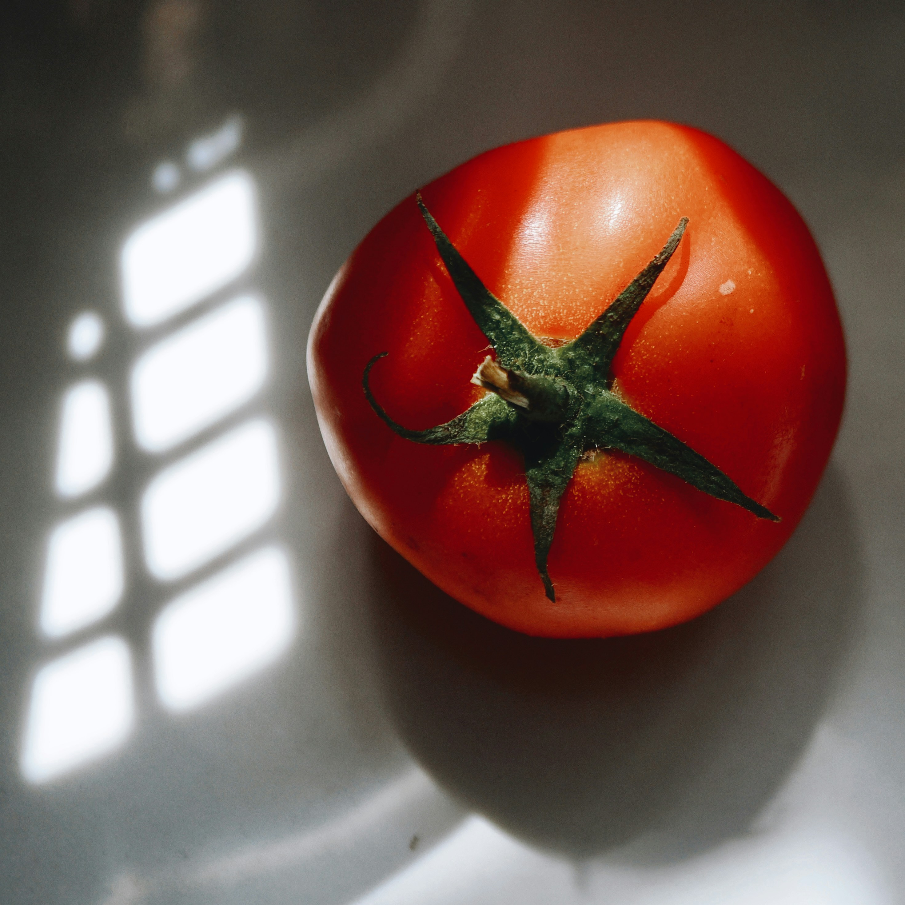 Sunlit Scarlet: A Tomato Bathed in Quiet Shadow