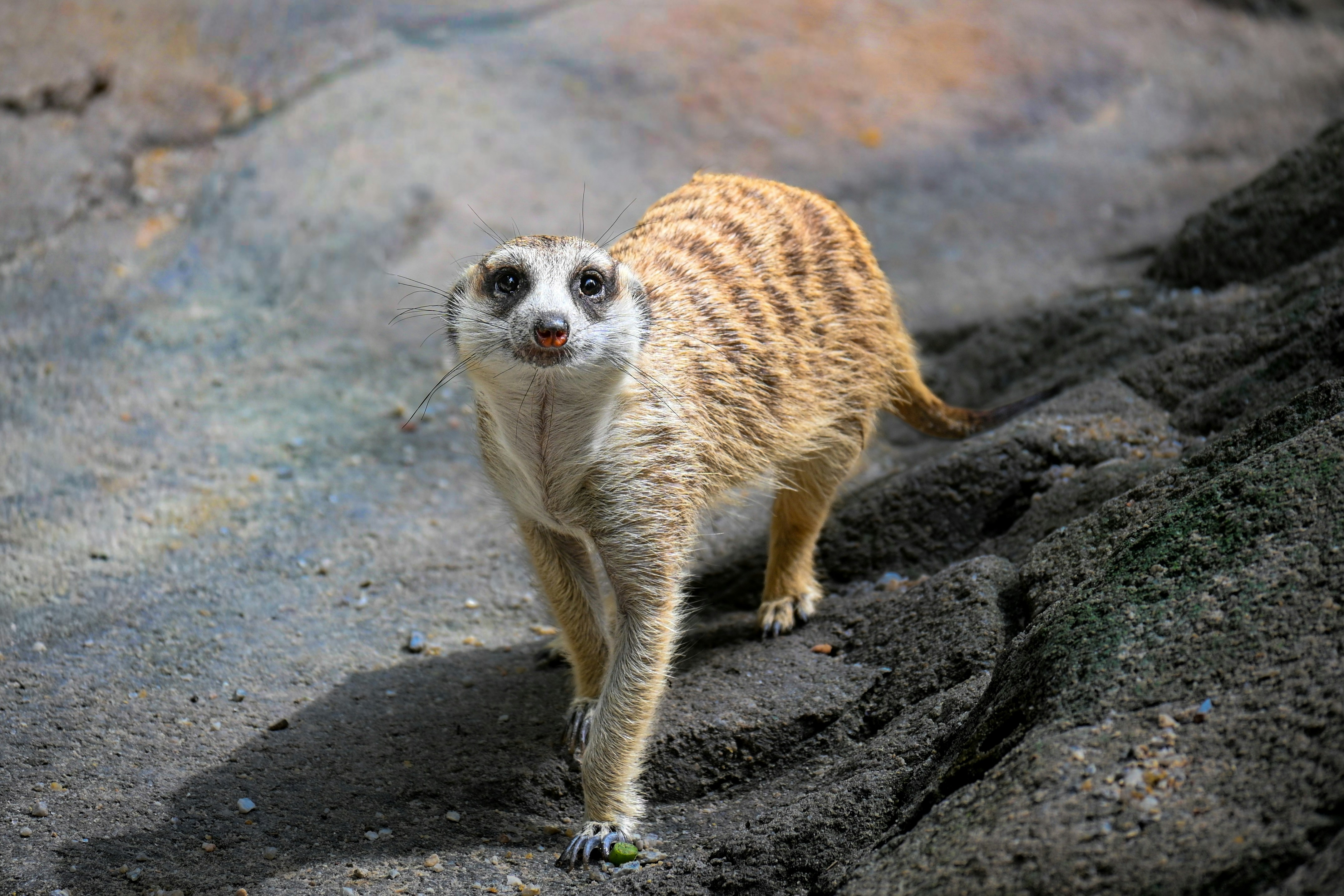 Curious meerkat on rocky shoreline investigates the camera