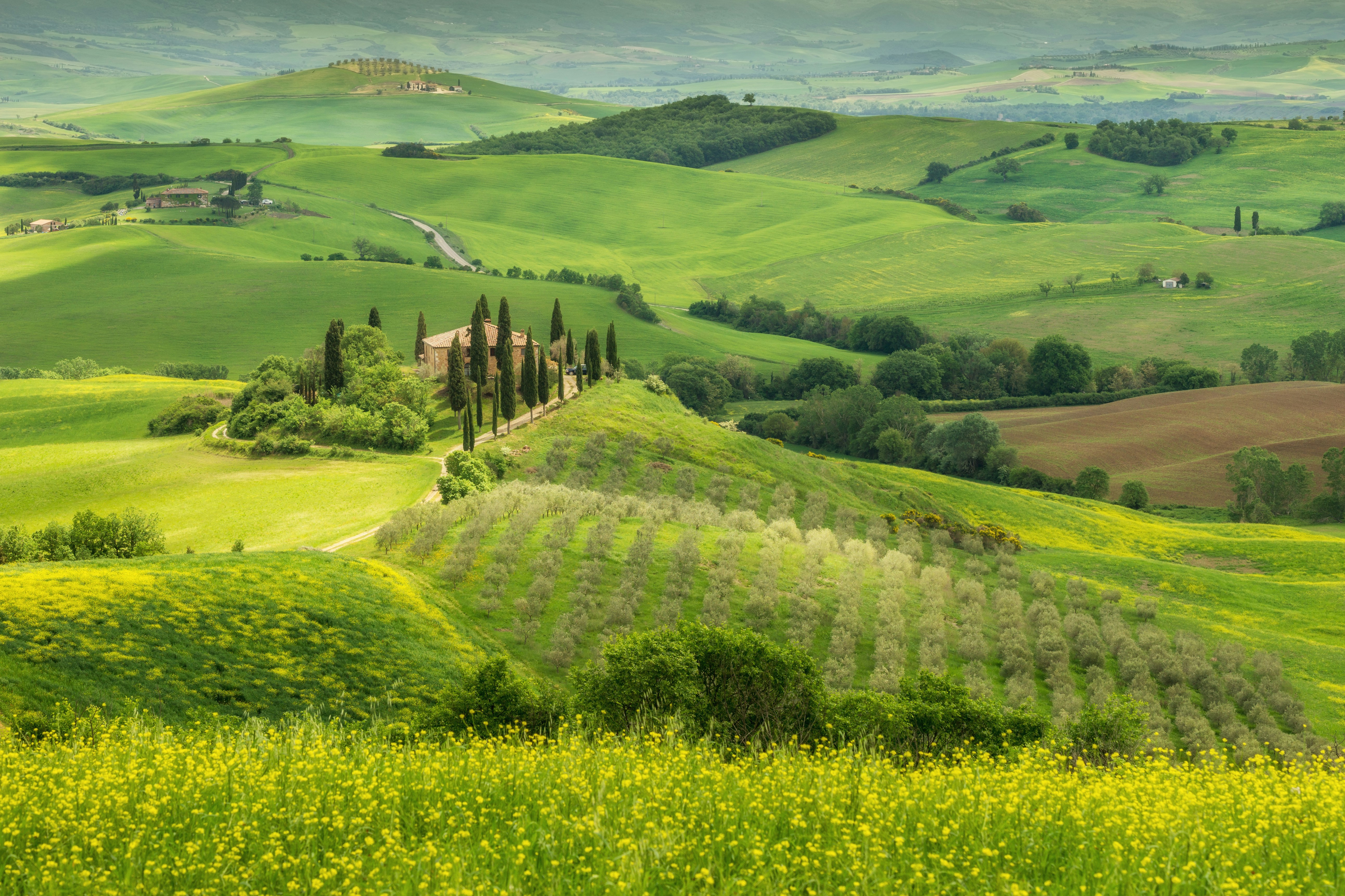 Rolling green hills with rows of cypress trees and foreground yellow wildflowers; a serene agricultural landscape with distant fields and soft light.