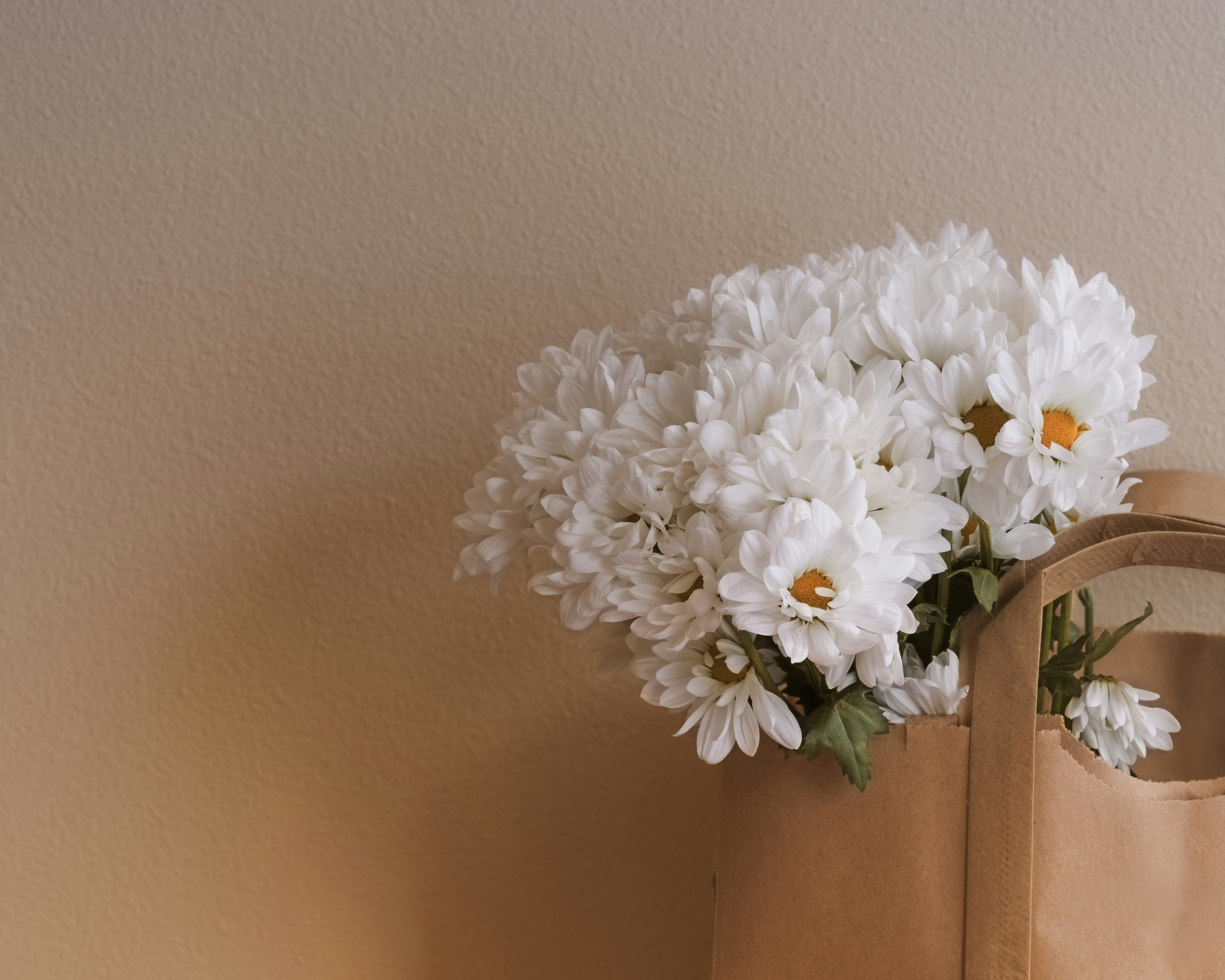 Cluster of white daisies in a brown paper bag sits against a warm beige wall, presenting a minimal still-life of soft textures and natural tones.