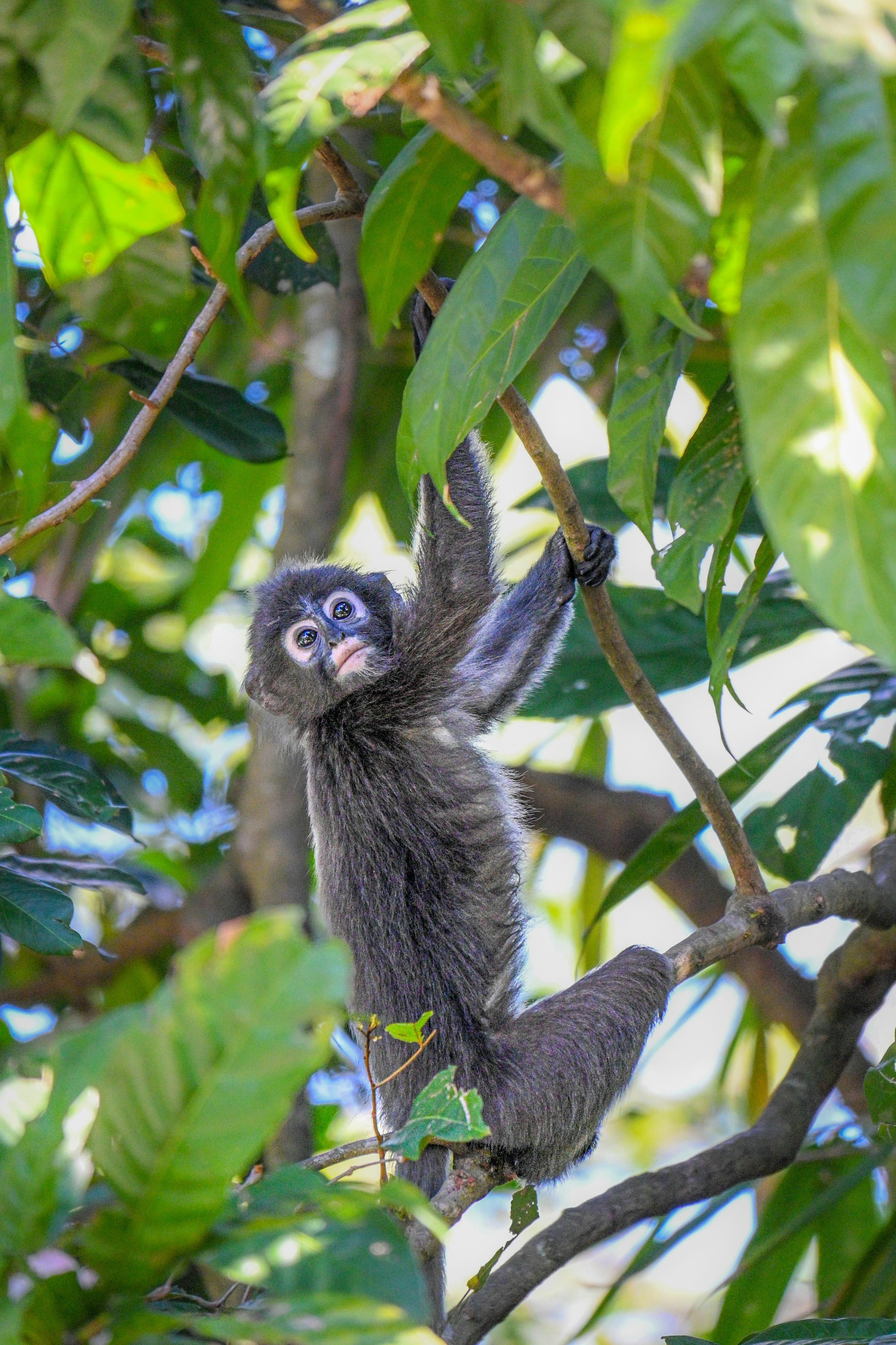 Suspended in Green: A Curious Gibbon Muse