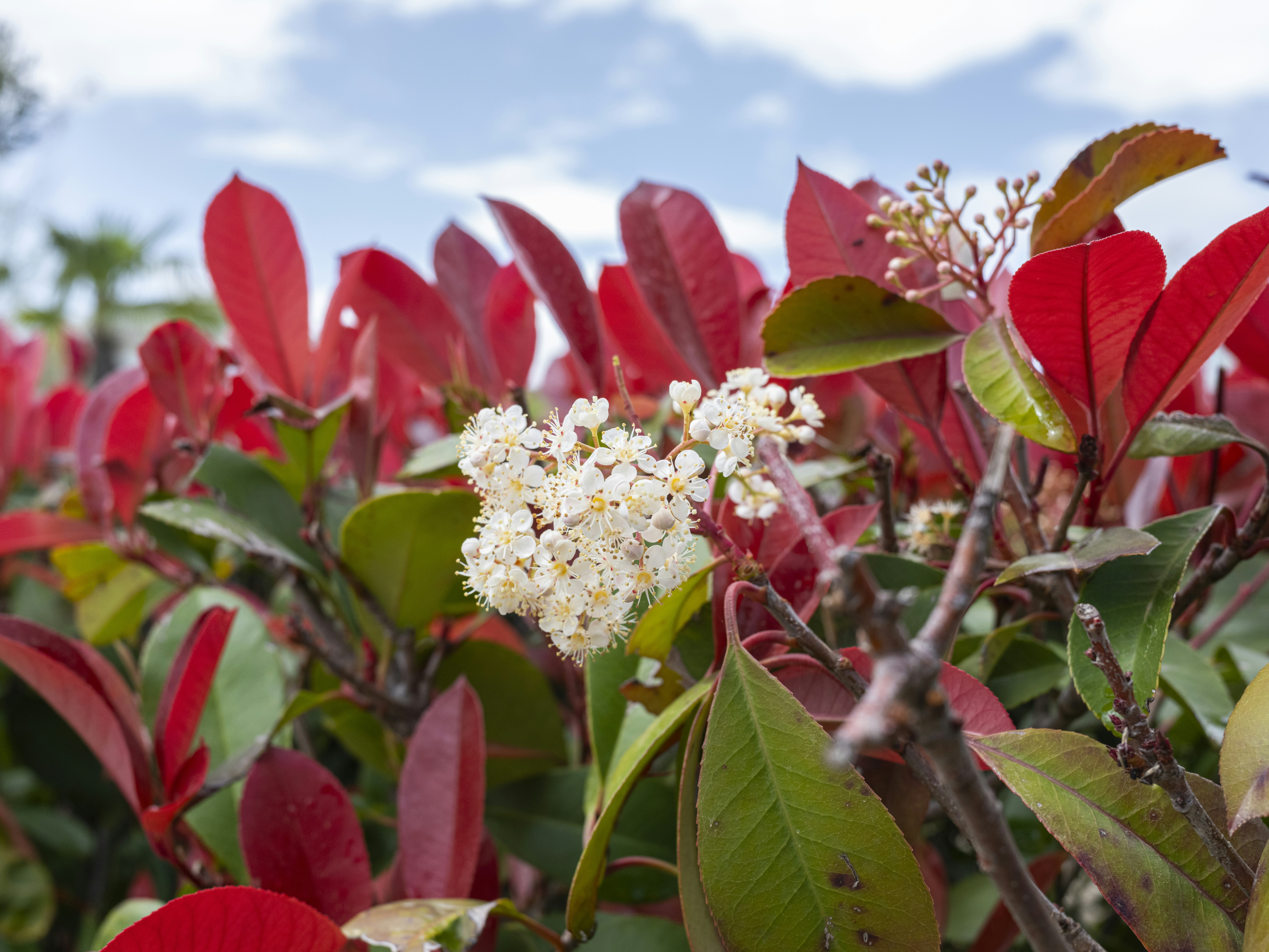 Crimson Foliage with Cream Blossoms: A Quiet Garden Moment