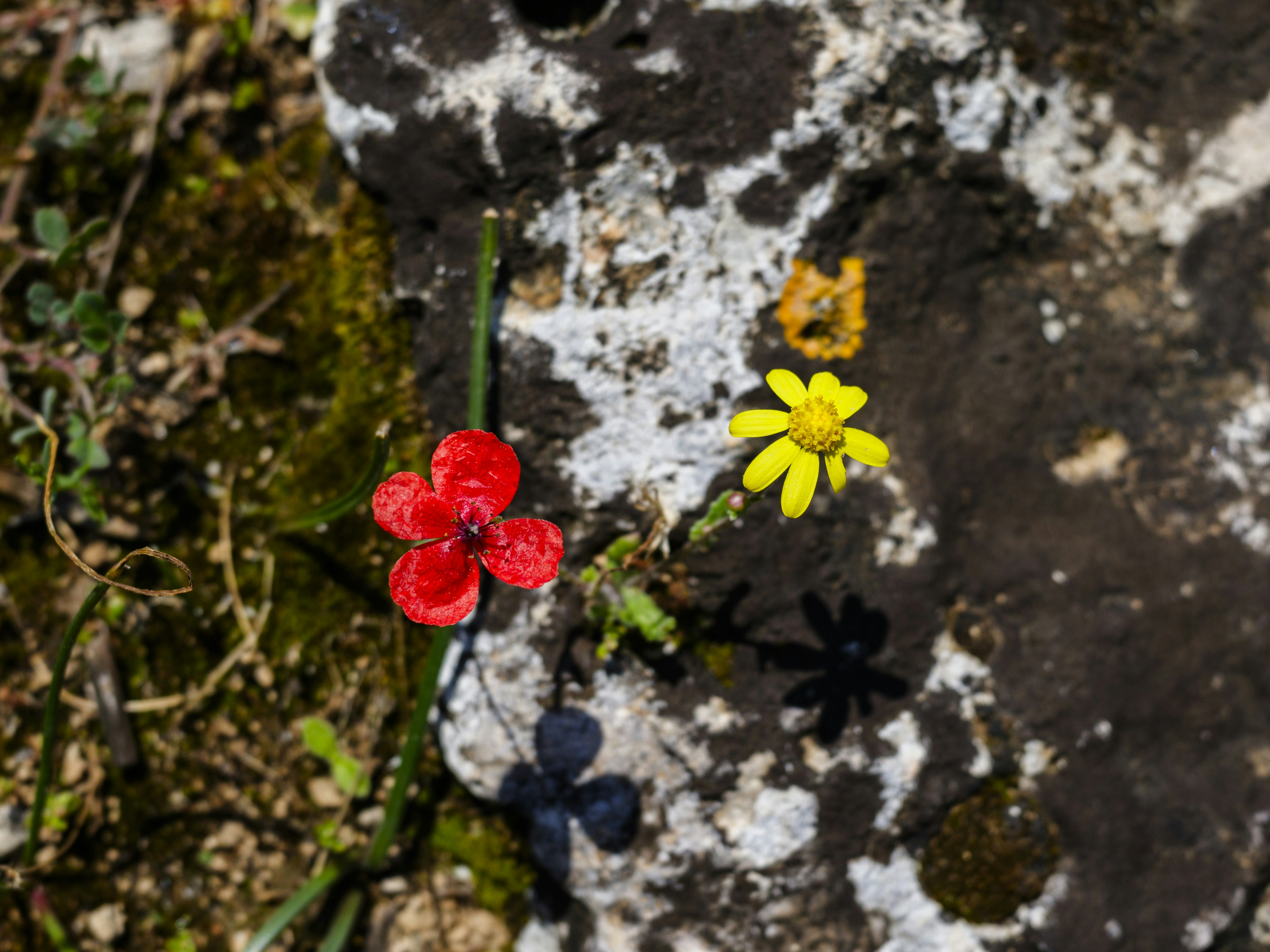 Two Tiny Flowers, One Bright Moment