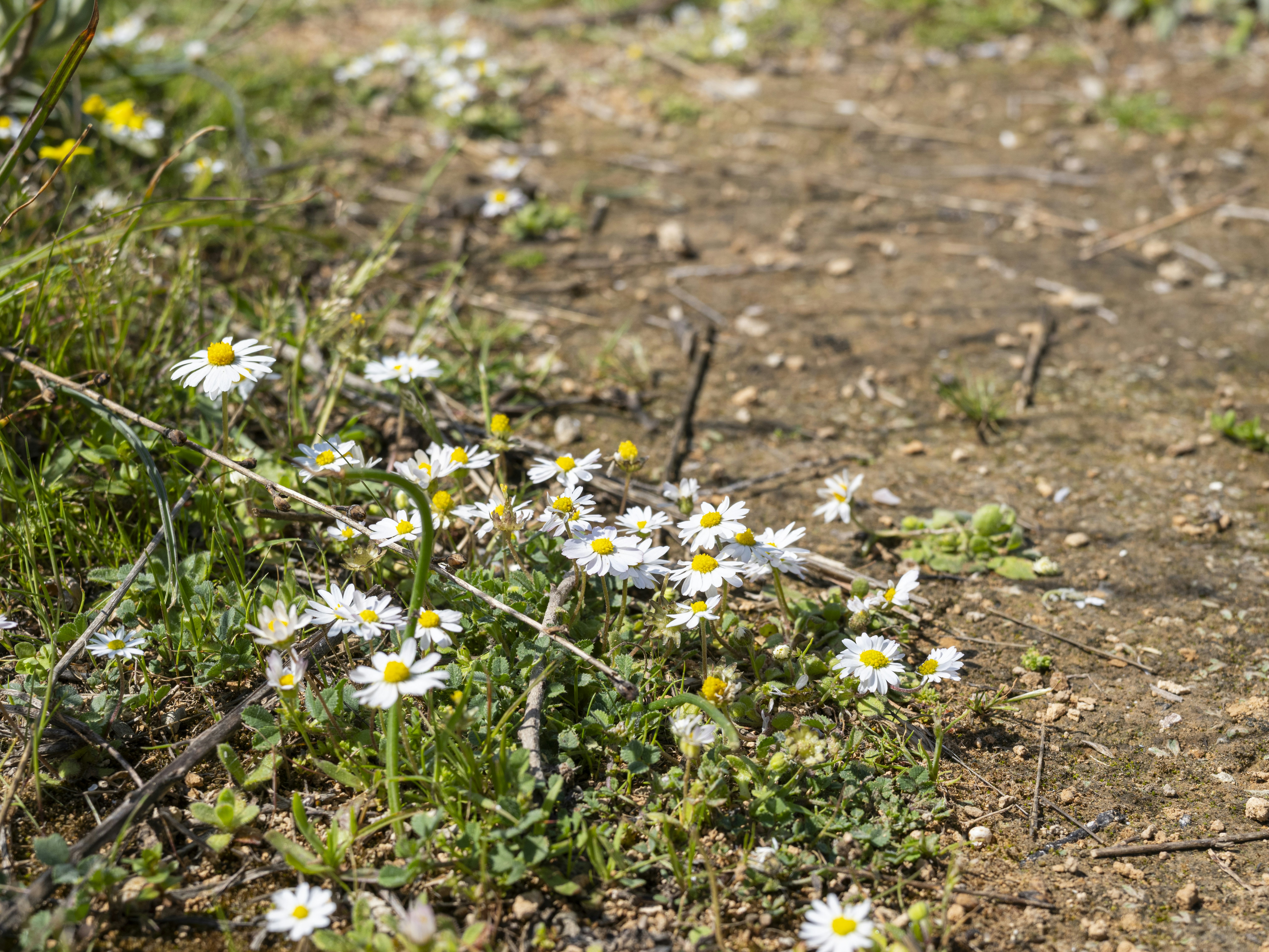 Daisy Meadow at the Edge of a Dusty Path