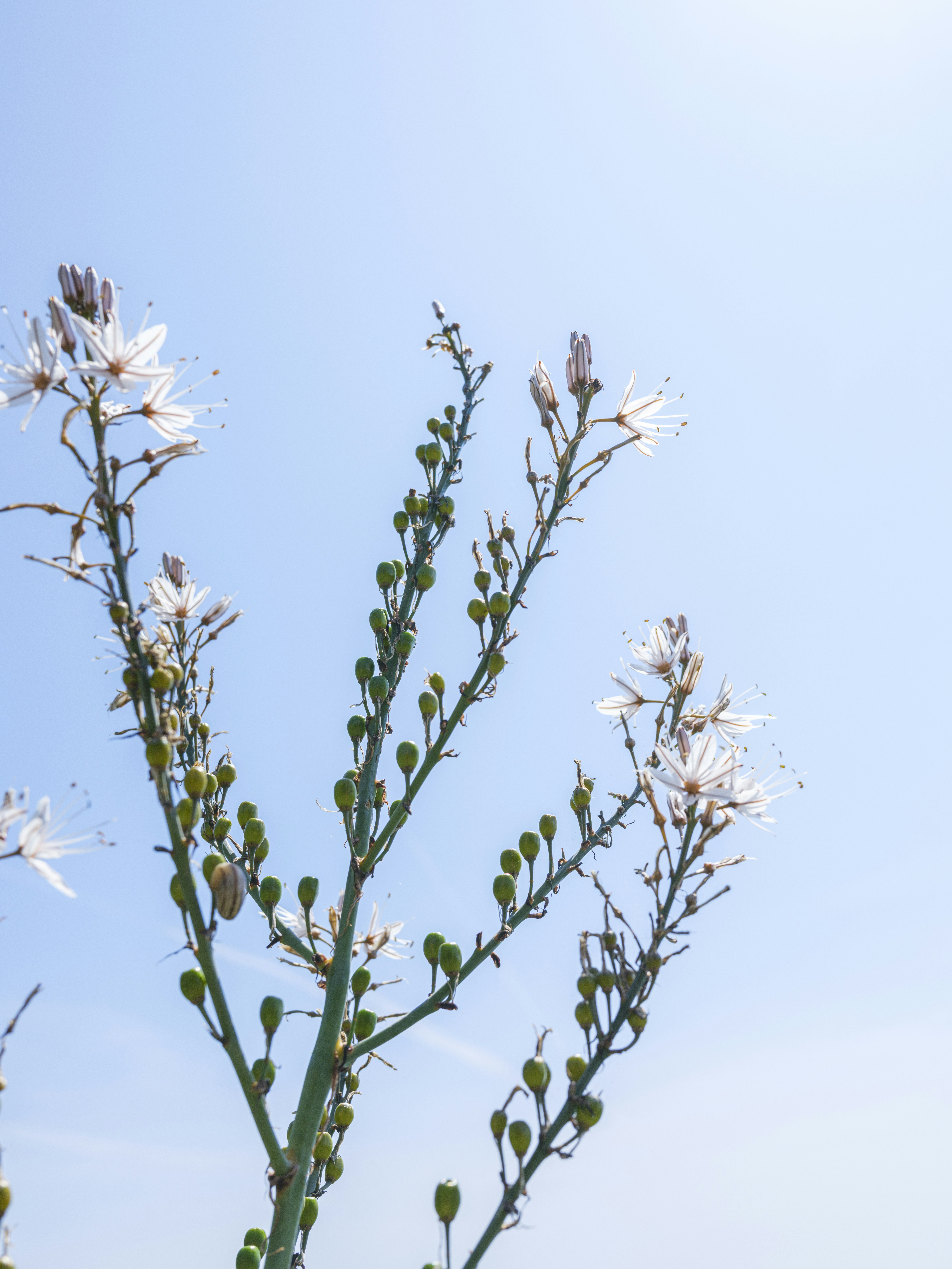Skyward Bloom: Thin stems Reaching for the Blue