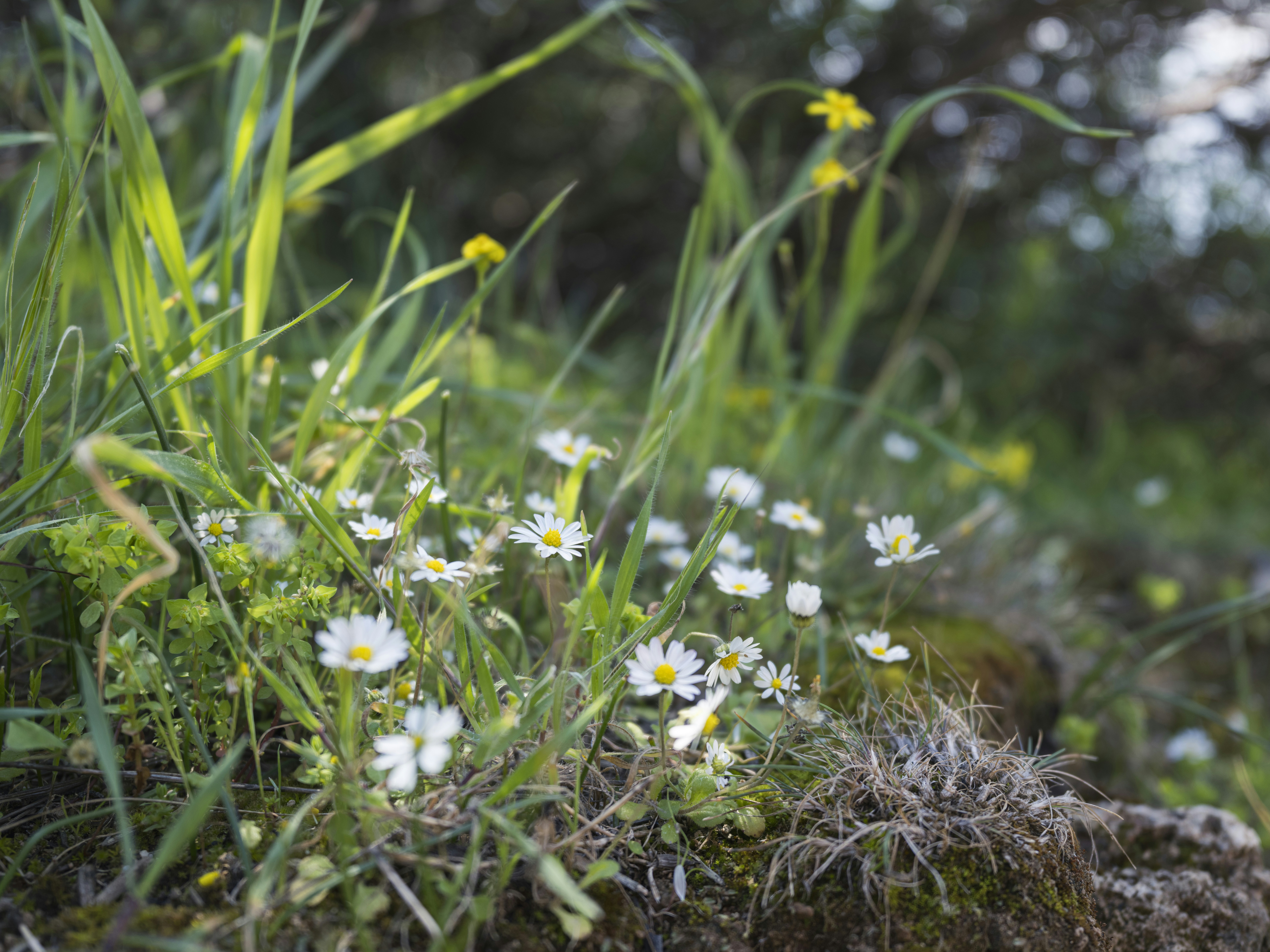 Daintier daisies among grass-blade waves
