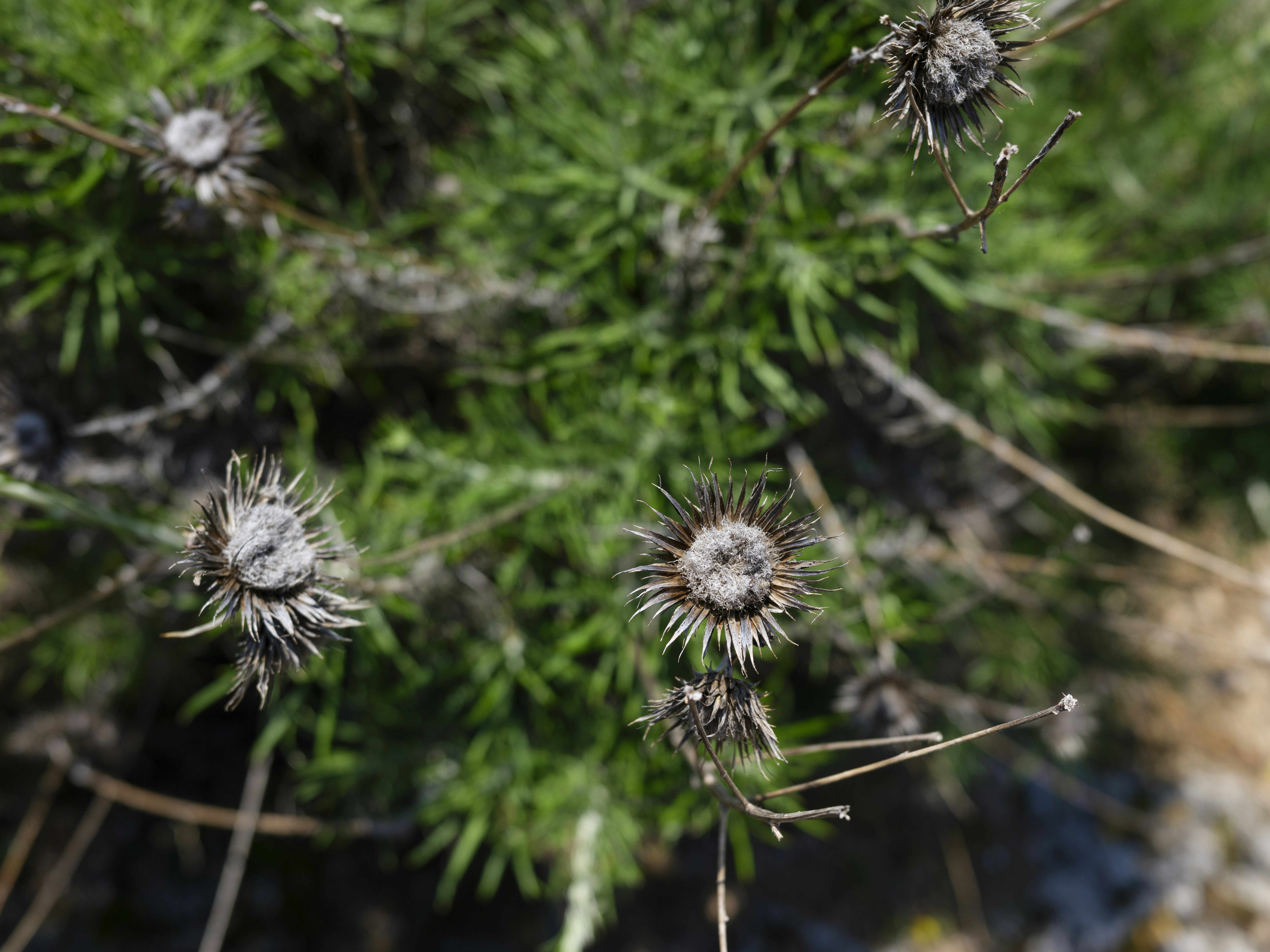 Deserted Dandelion Tufts: A Quiet Field of Seed Heads