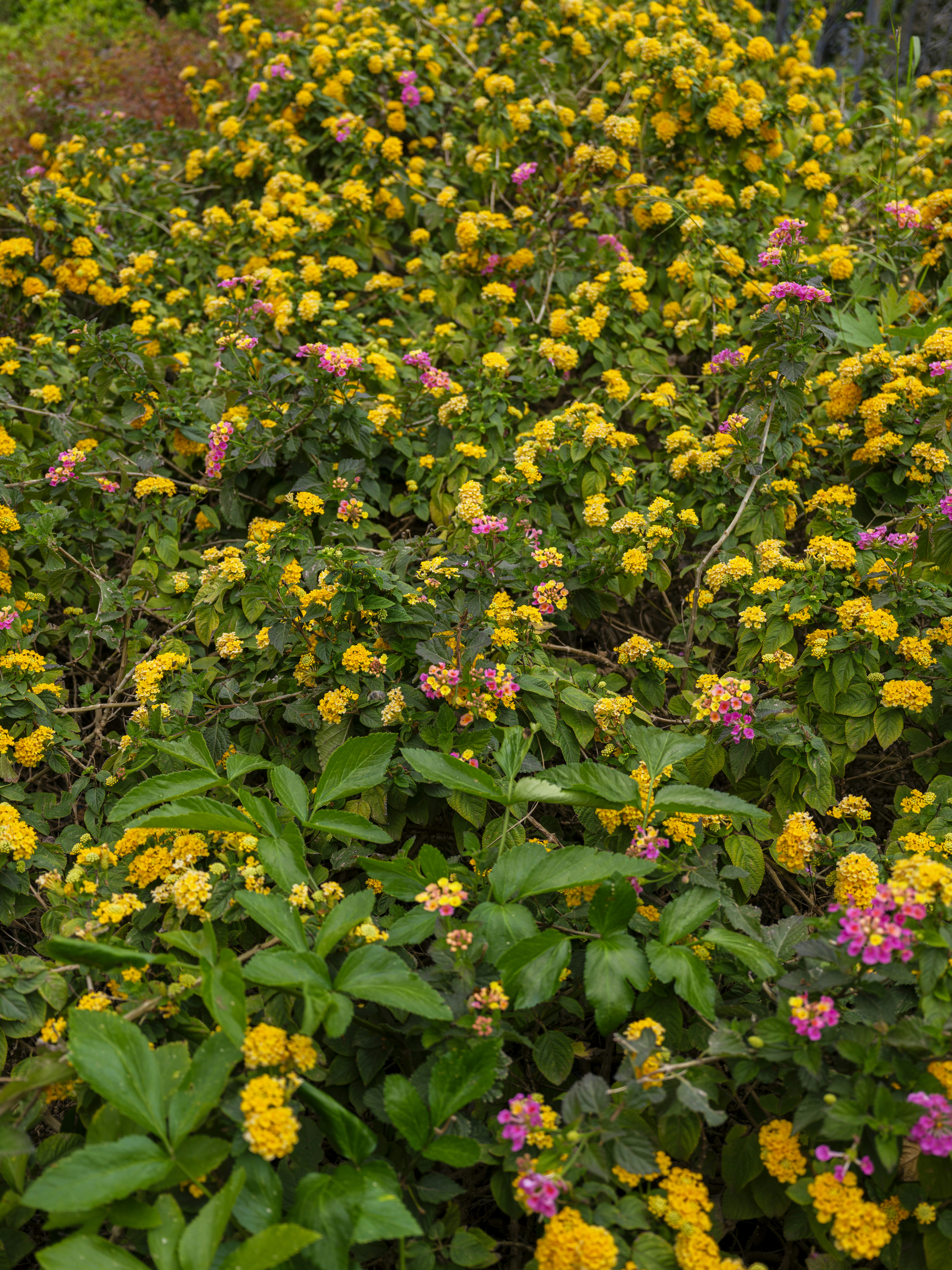 Field of Golden and Coral Blooms: A Sea of Florals