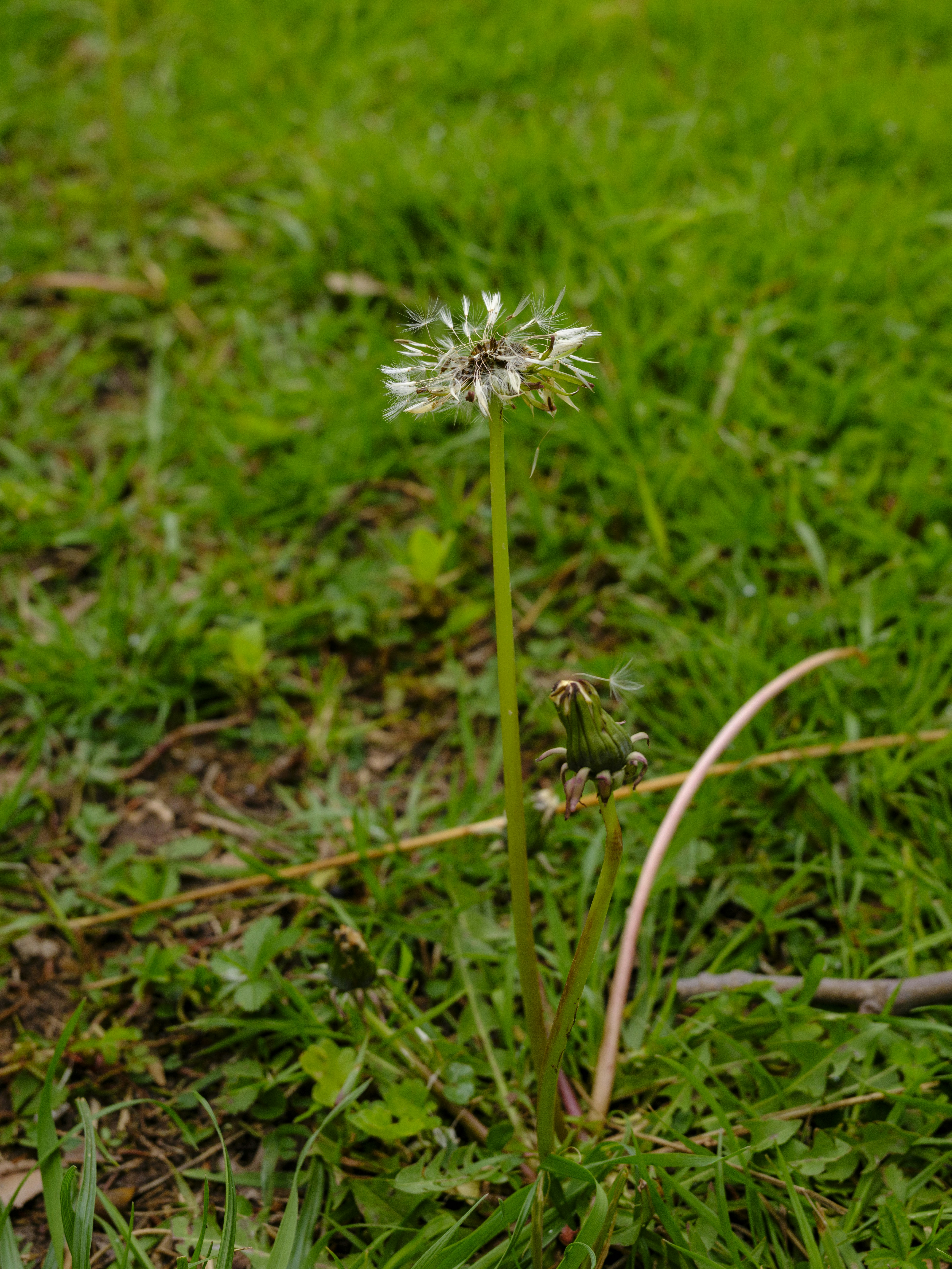 Lonely dandelion standing tall amid green field