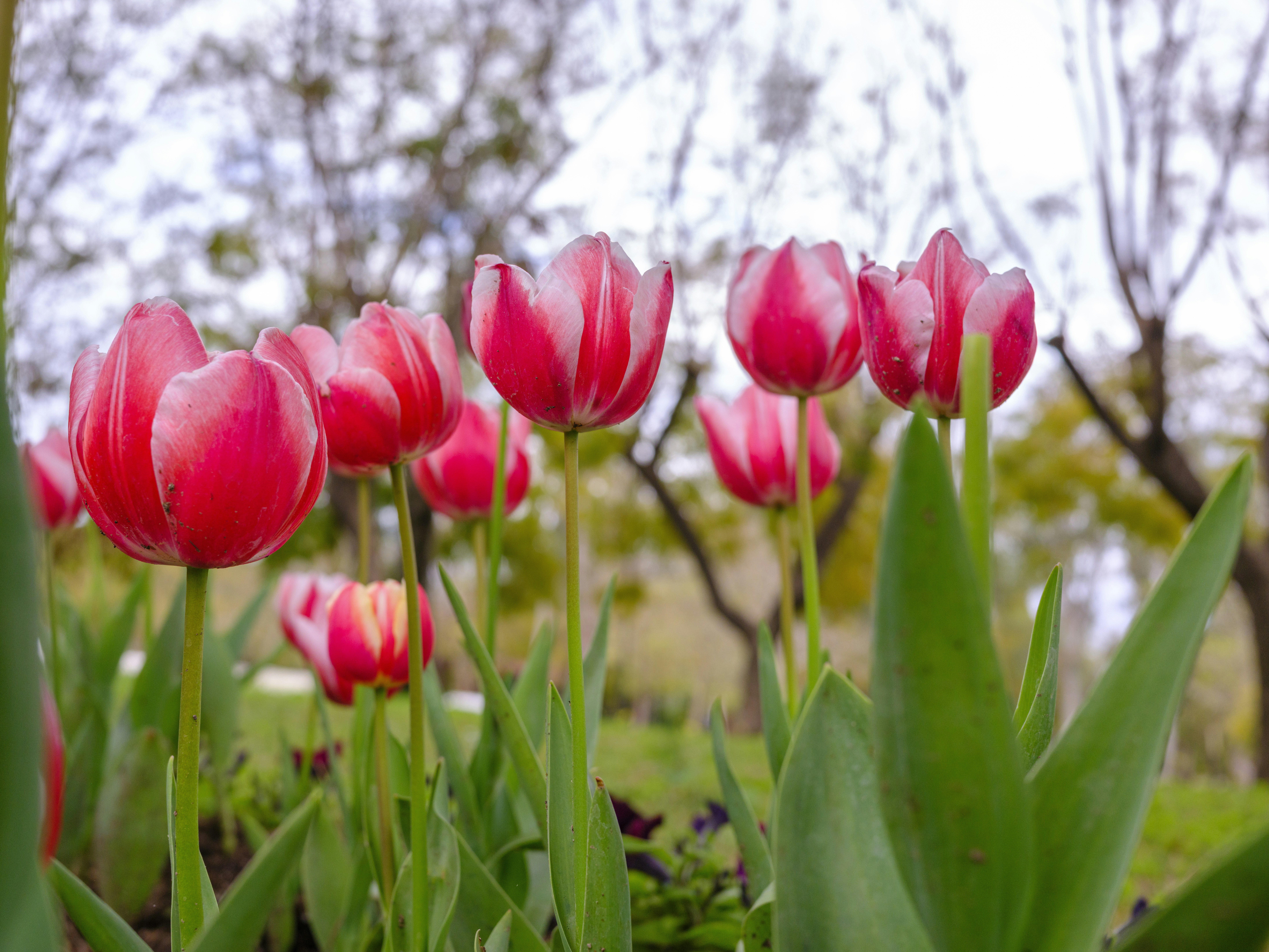 Tulip Spotlight: Pink Petals Reach Toward Spring Sky