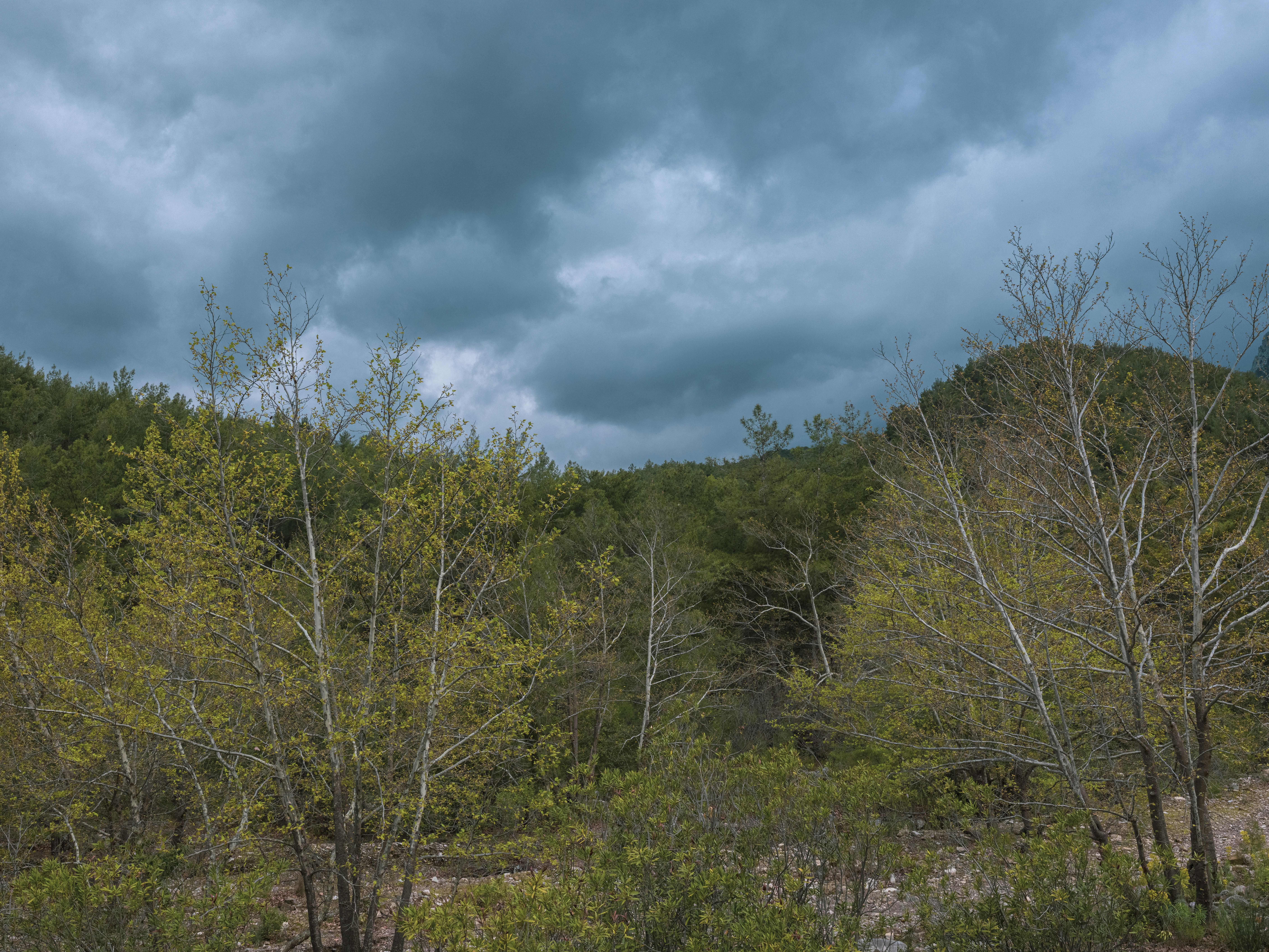 Stormy Crest: A Windswept Forest Beneath Brooding Skies
