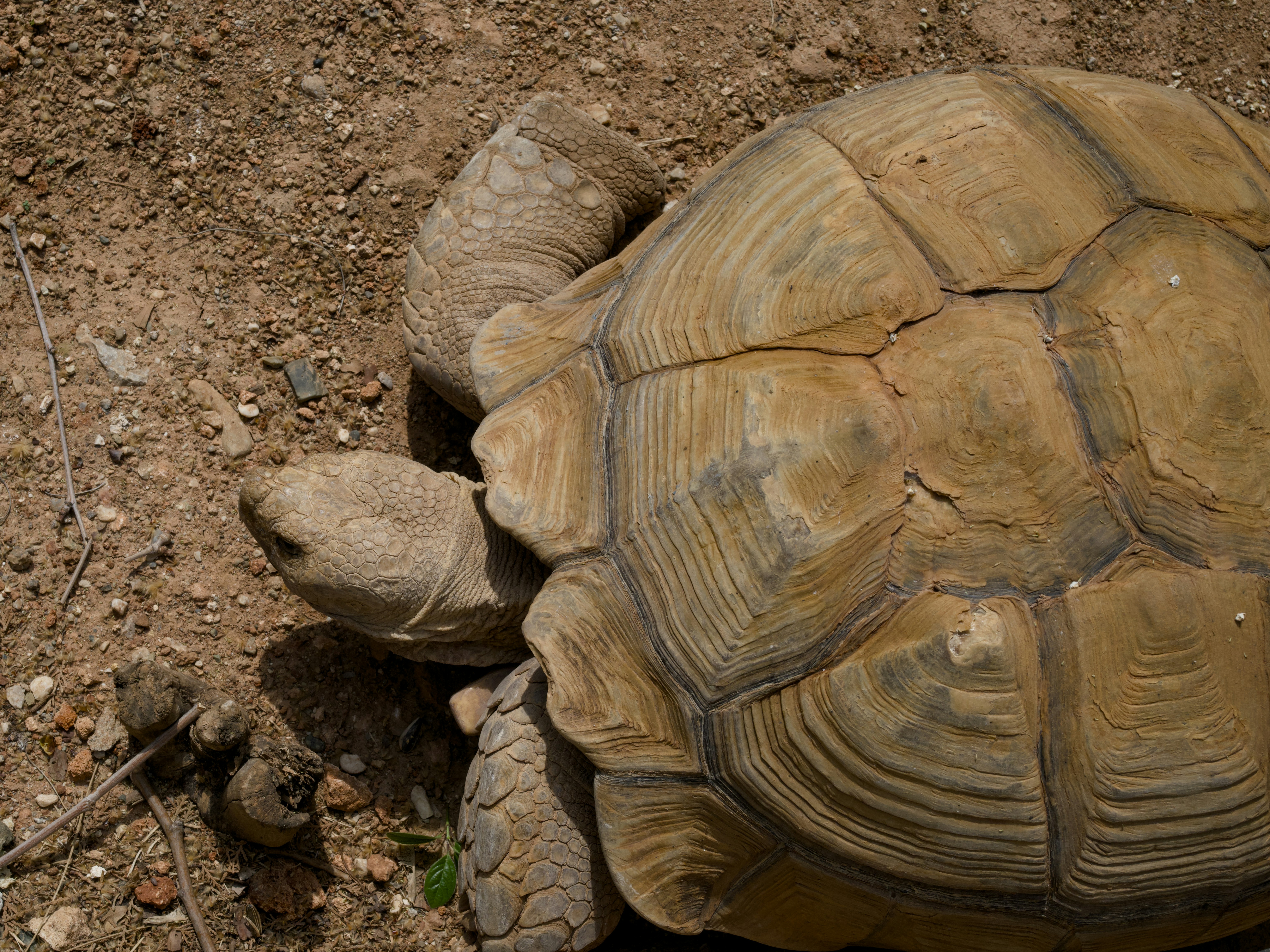 Slowly Woven Armor: A Desert Tortoise Resting on Sunlit Soil